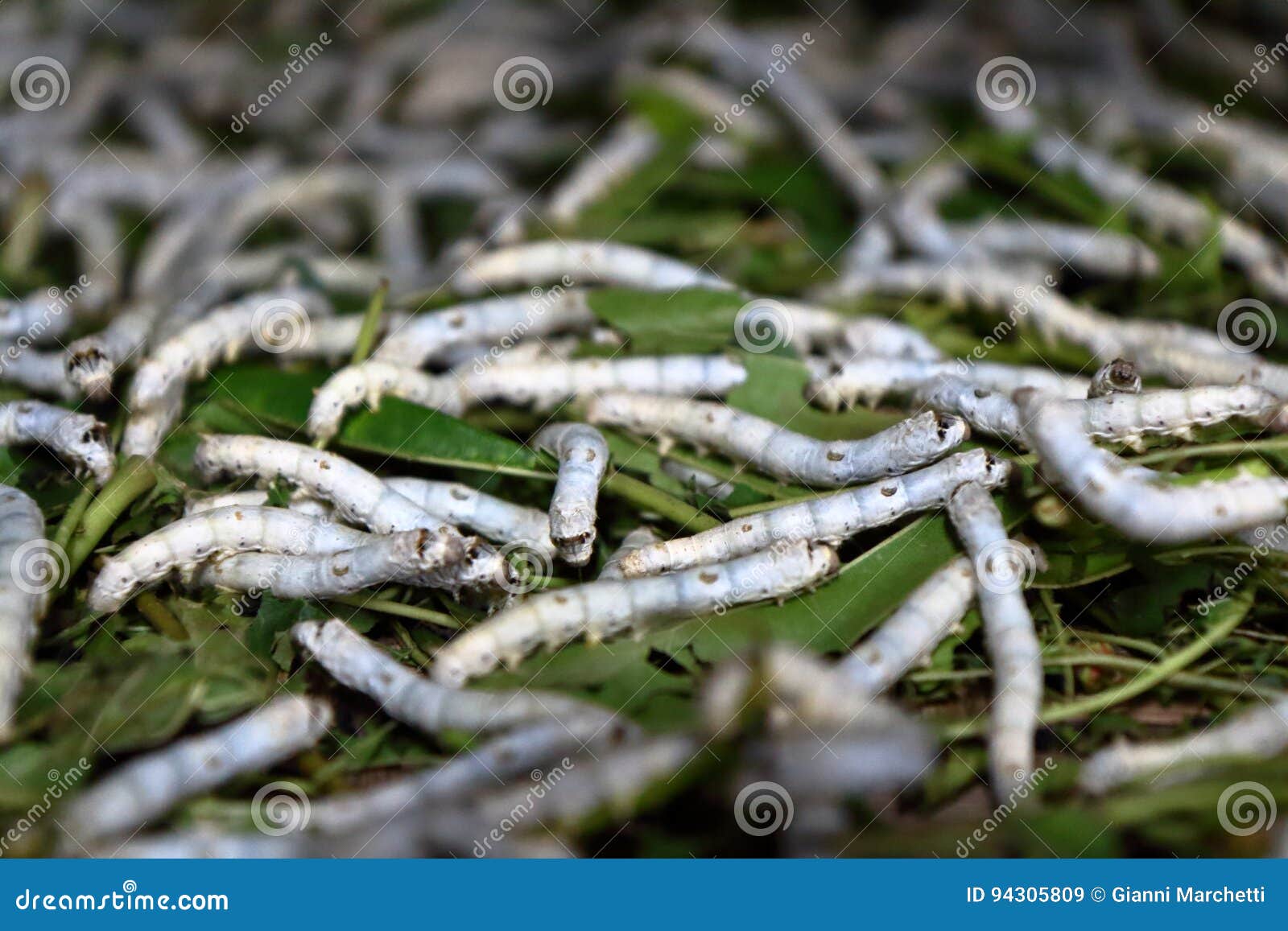 Silk Production from Silky Bugs Stock Image - Image of cocoon, larva ...