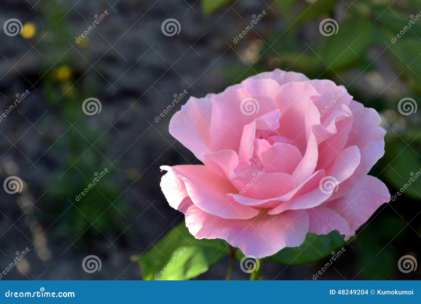 Silk Rose stock photo. Image of silk, beautiful, colour - 48249204