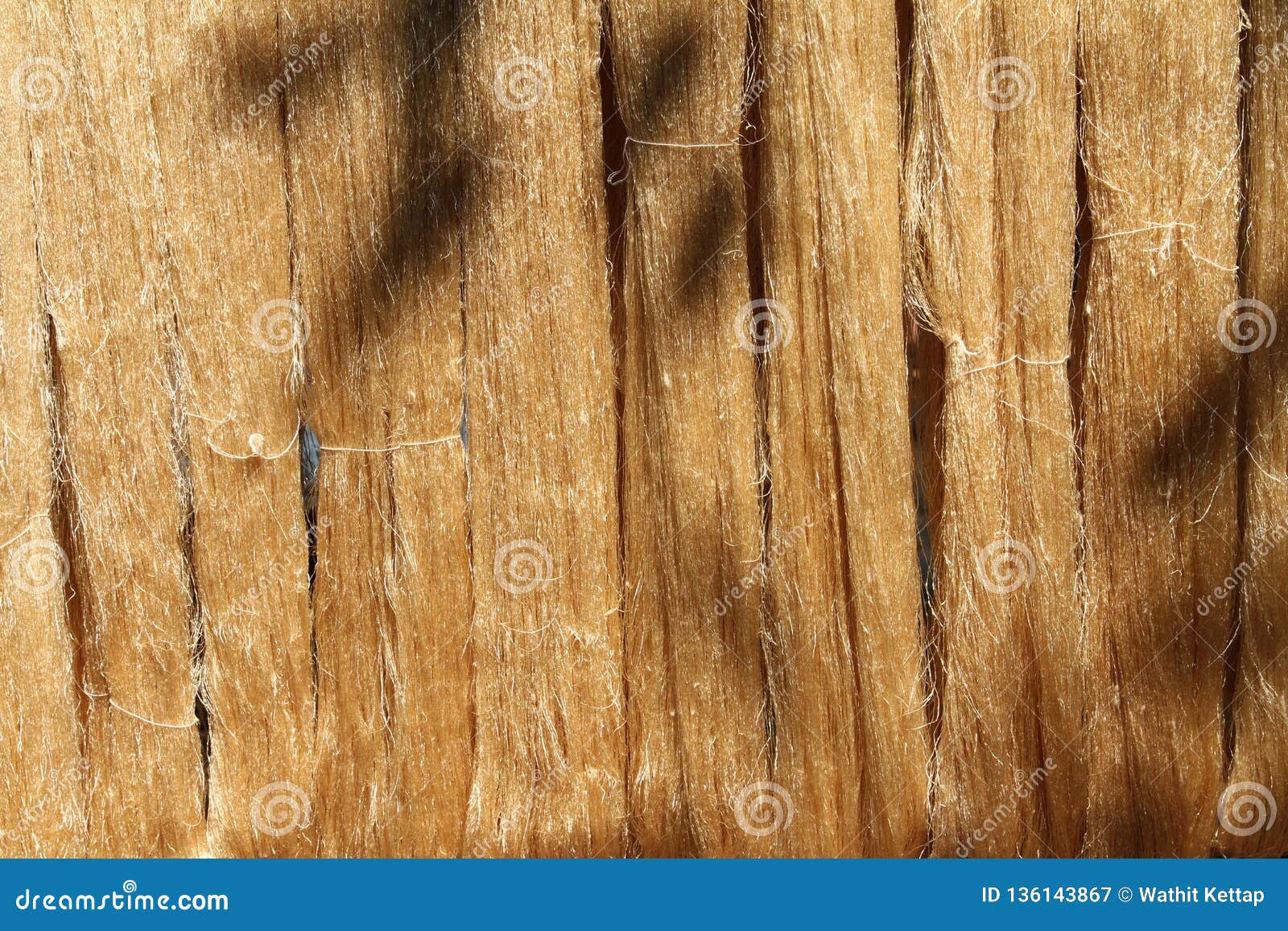 Silk Thread during Dry Out. Stock Image - Image of cobweb, fibril ...