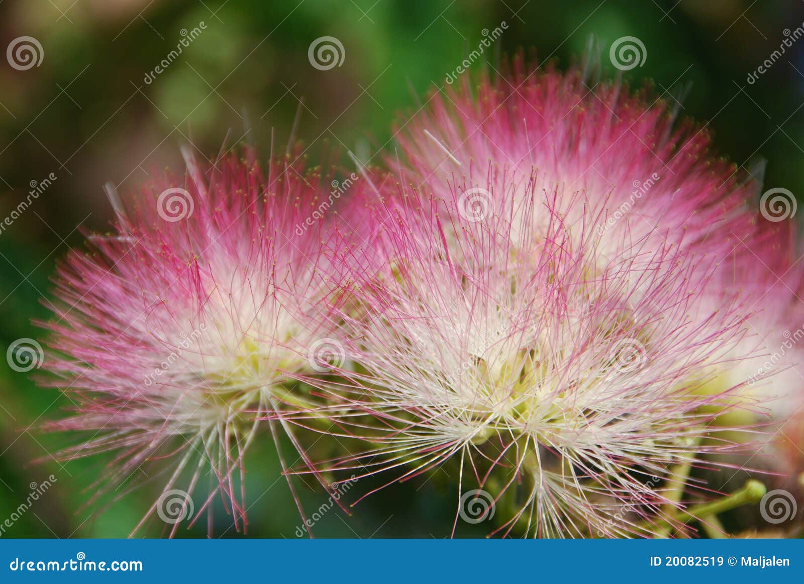 Silk-tree Flowers, Albizia Julibrissin Royalty-Free Stock Photo ...