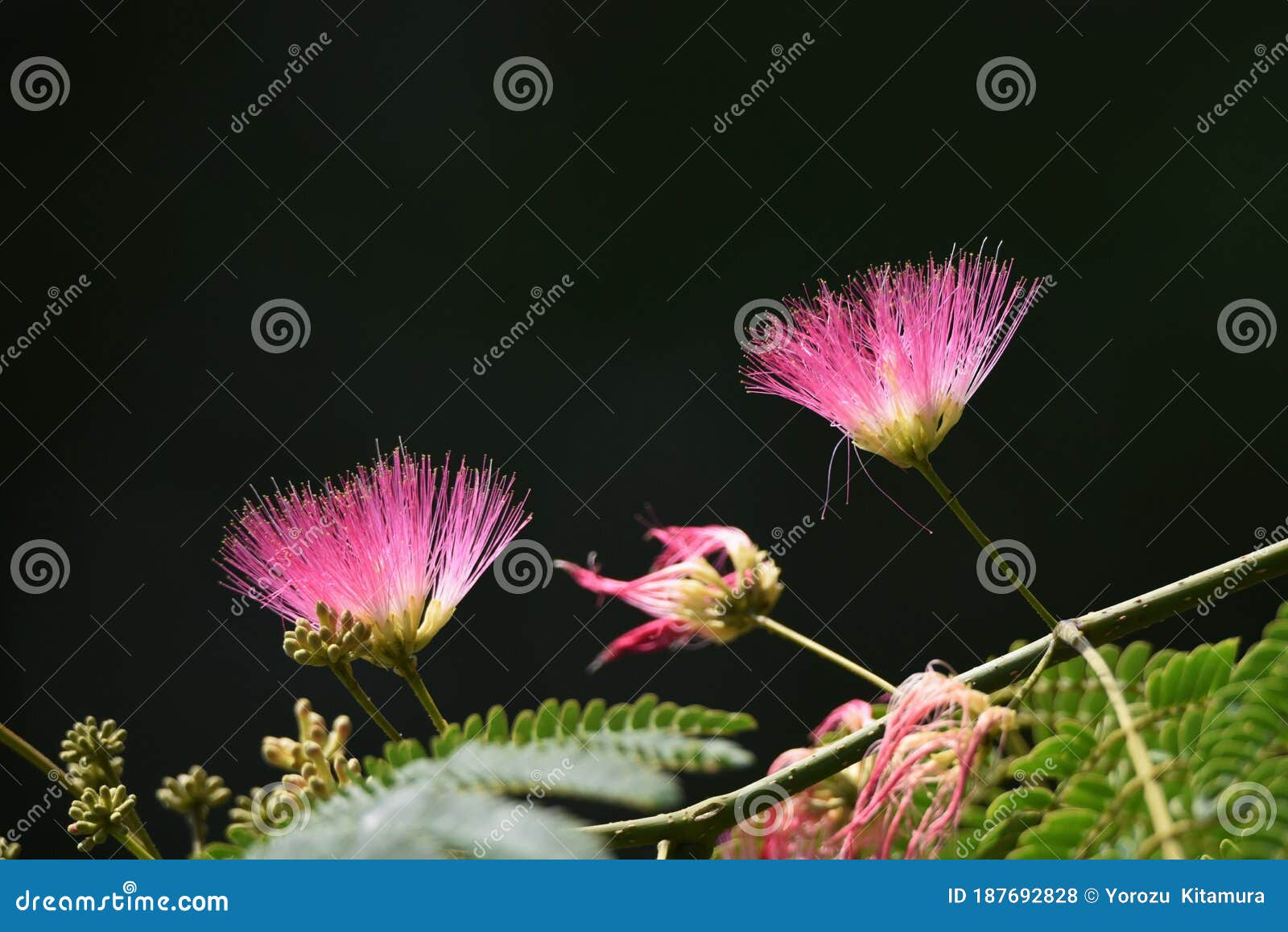 The Silk tree flowers stock photo. Image of albizia - 187692828