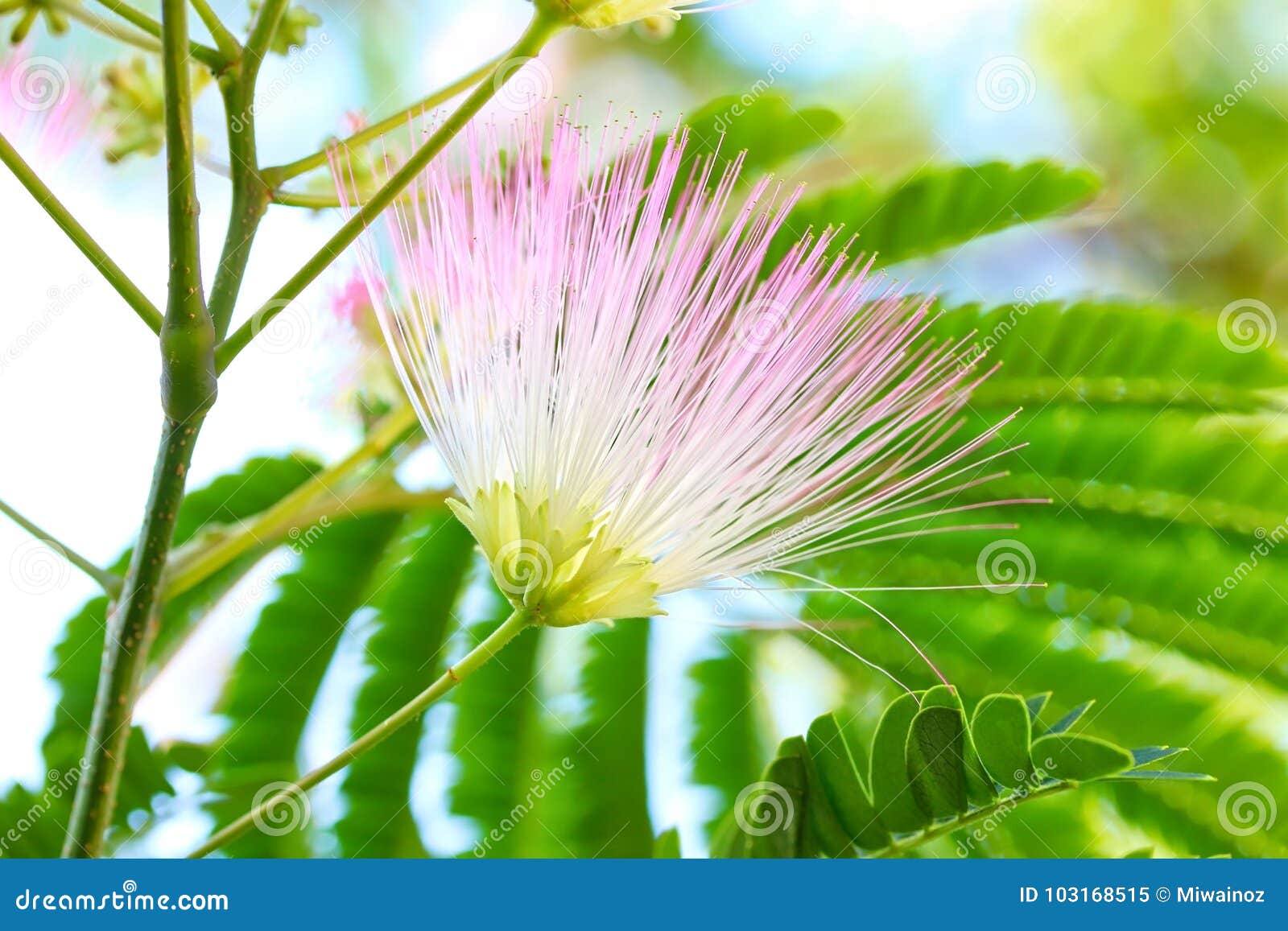 Silk tree flower stock image. Image of ornamental, blossom - 103168515