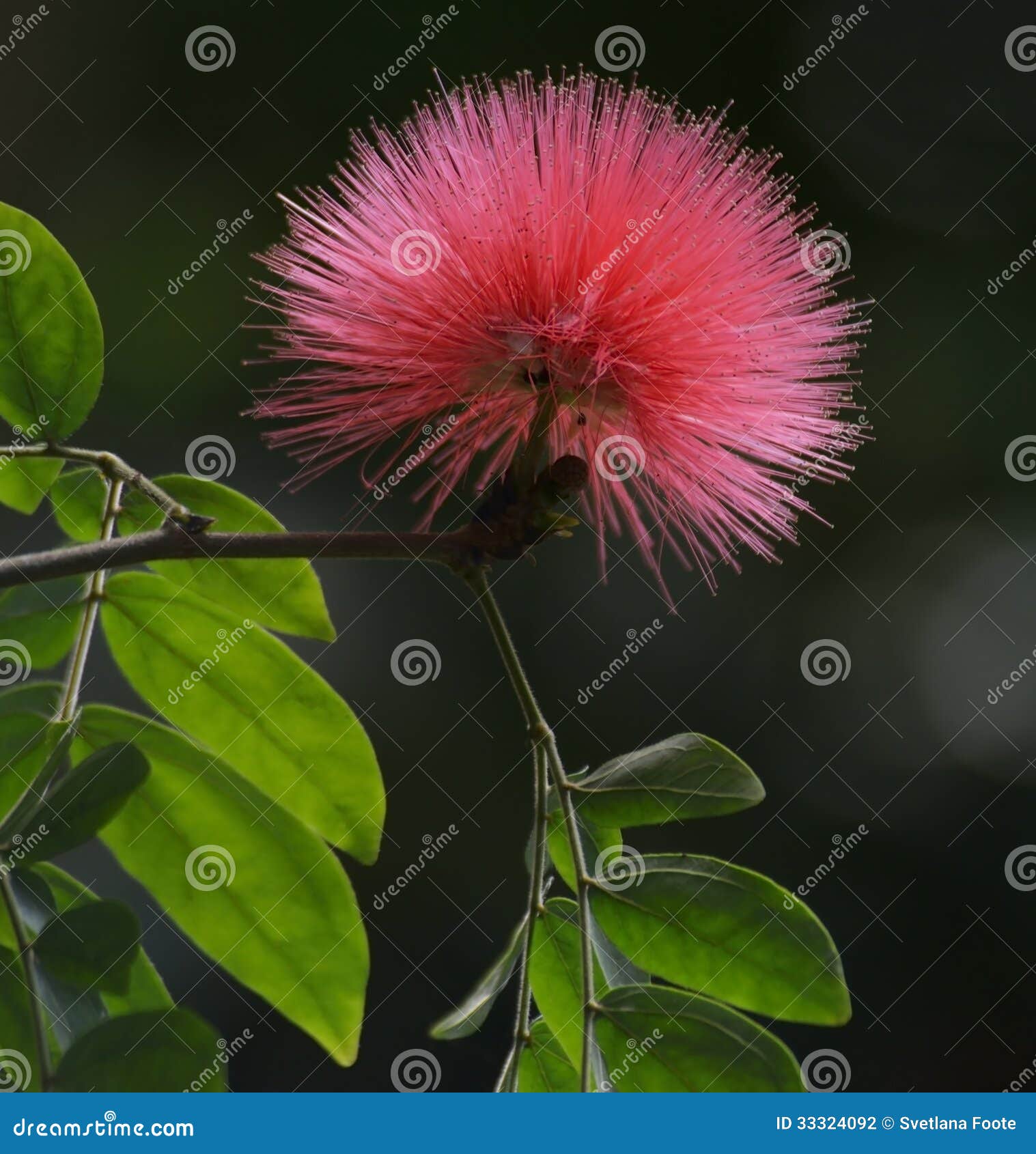 Silk Tree Flowers - Albizia Julibrissin Closeup. Royalty-Free Stock ...