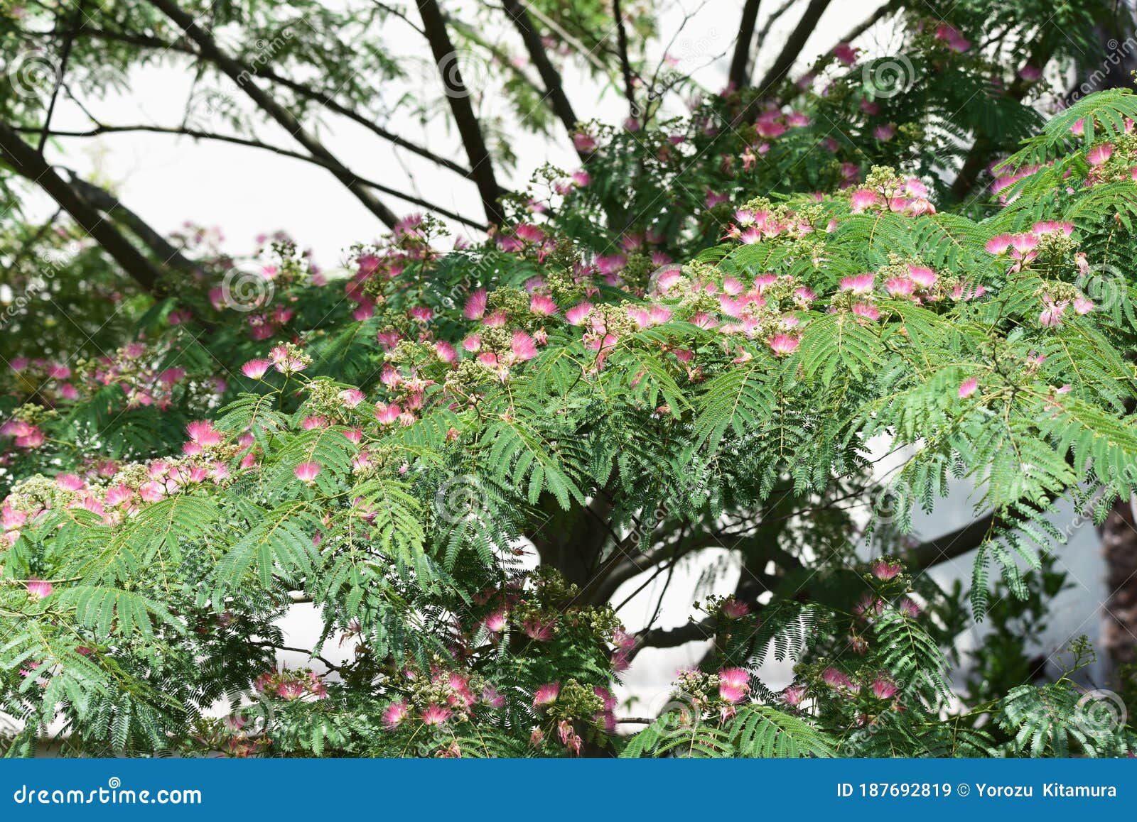 The Silk tree flowers stock image. Image of green, nature - 187692819