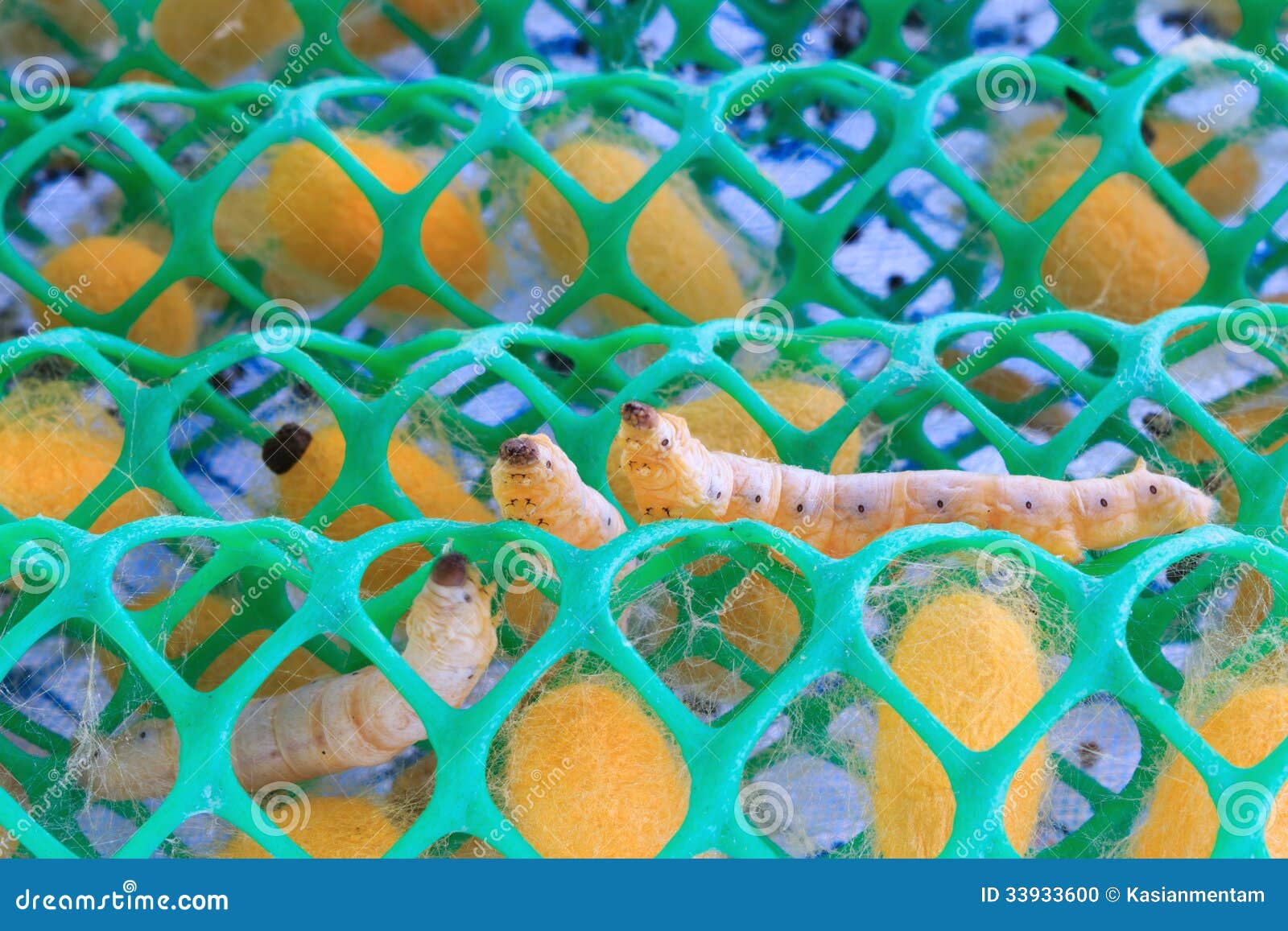 Silk worm cocoon stock photo. Image of worm, fiber, capsule - 33933600