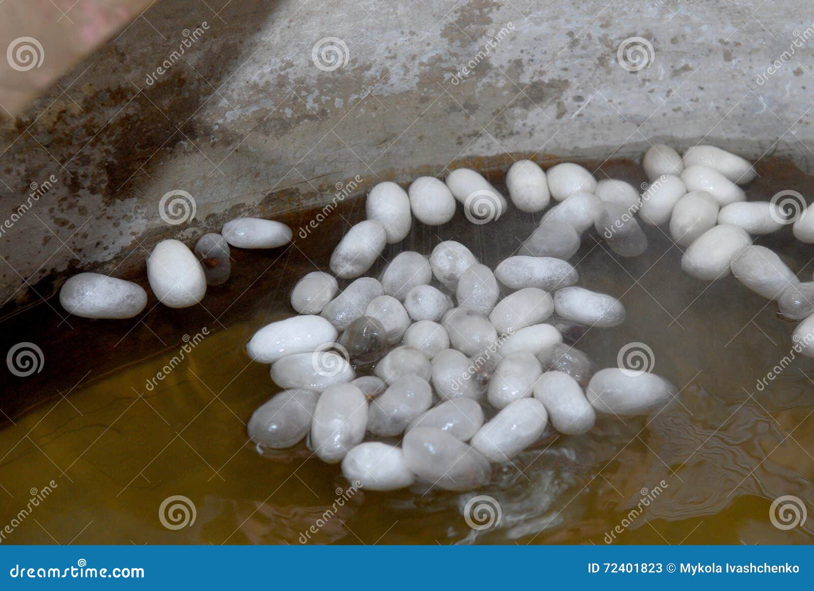 Silk Worm Cocoon Processing Stock Image - Image of material ...