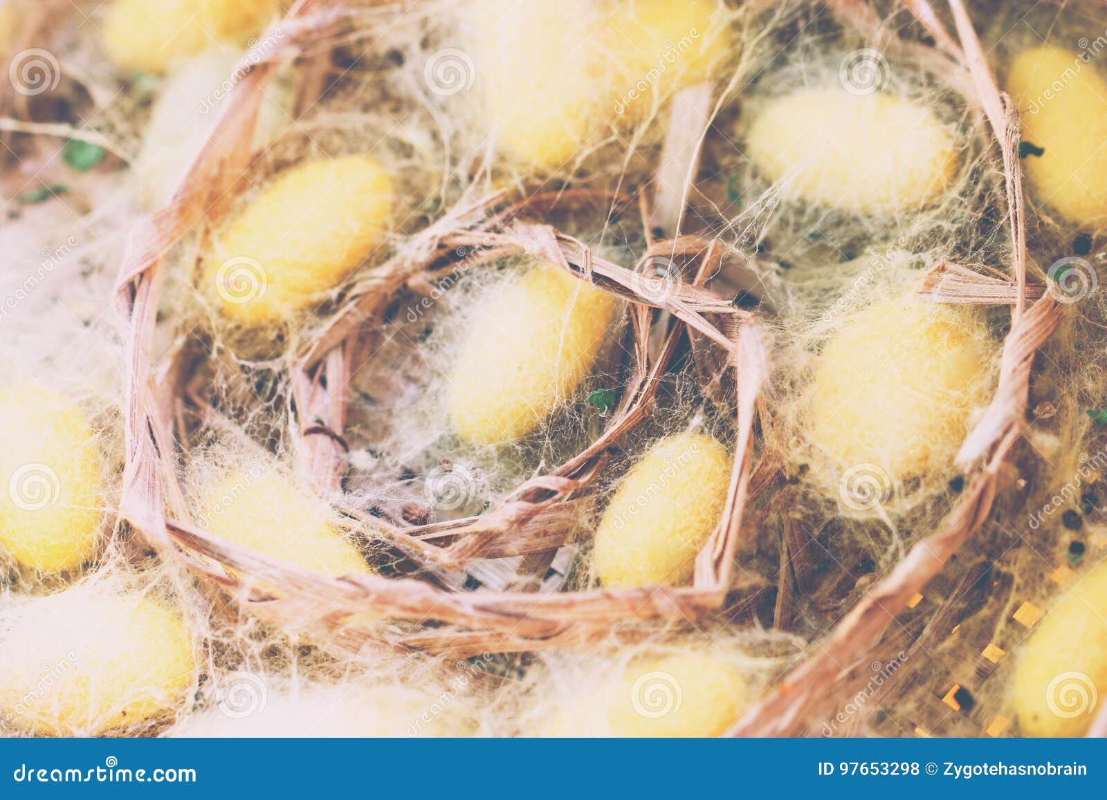 Silk Worm Cocoons in Nests stock photo. Image of fluffy - 97653298