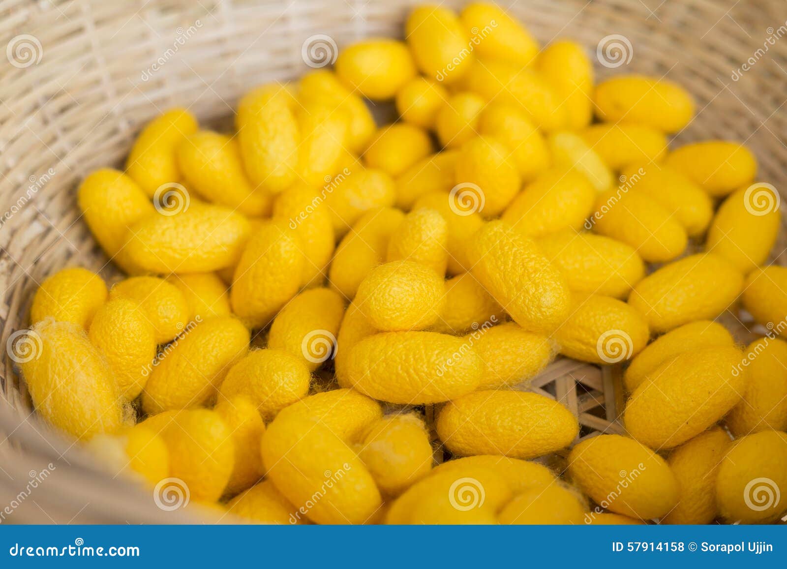 Silk worm cocoons stock photo. Image of fabric, animal - 57914158