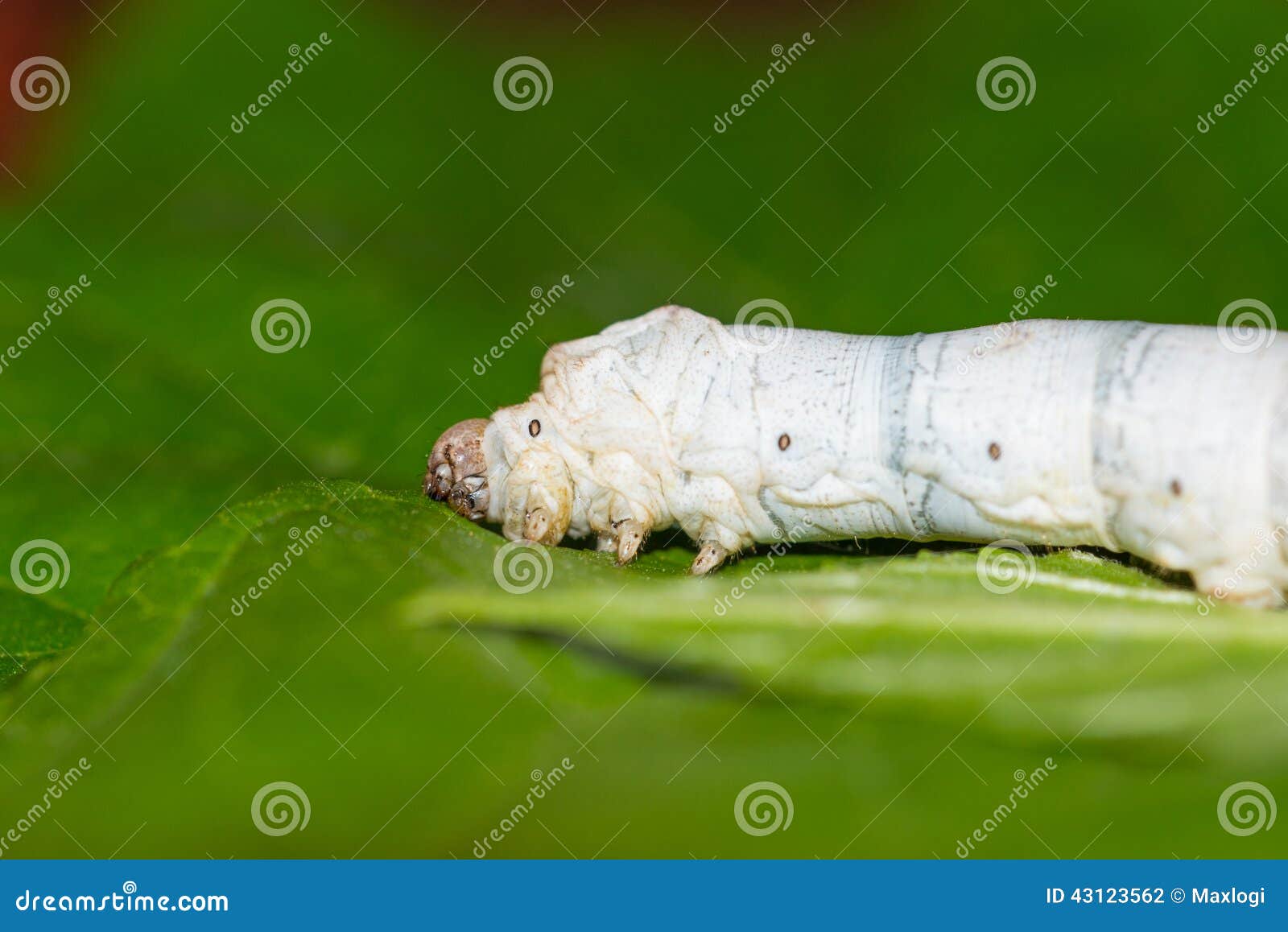 Green Silk Worm