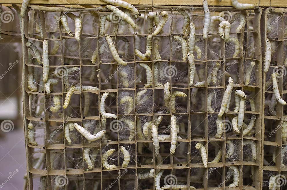 Silk worm farm stock photo. Image of worms, frame, larva - 7429720