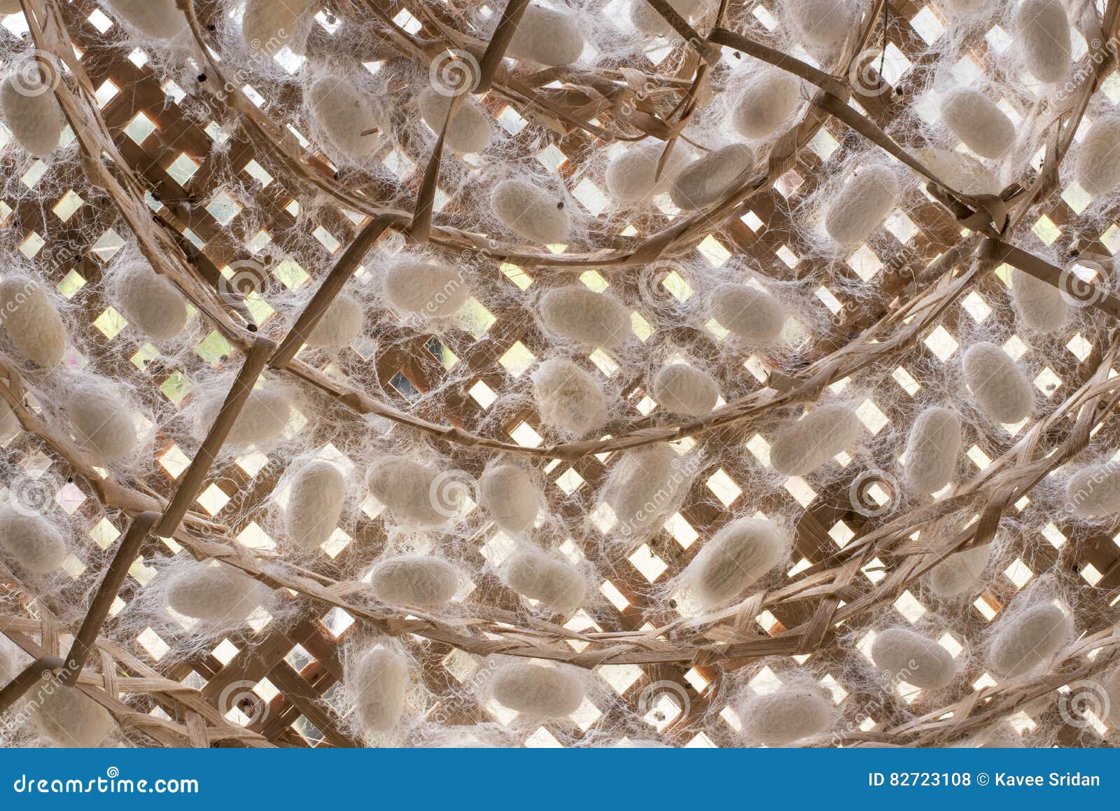 Silk Worm Pupa in the Threshing Silk, Stock Photo - Image of silk ...