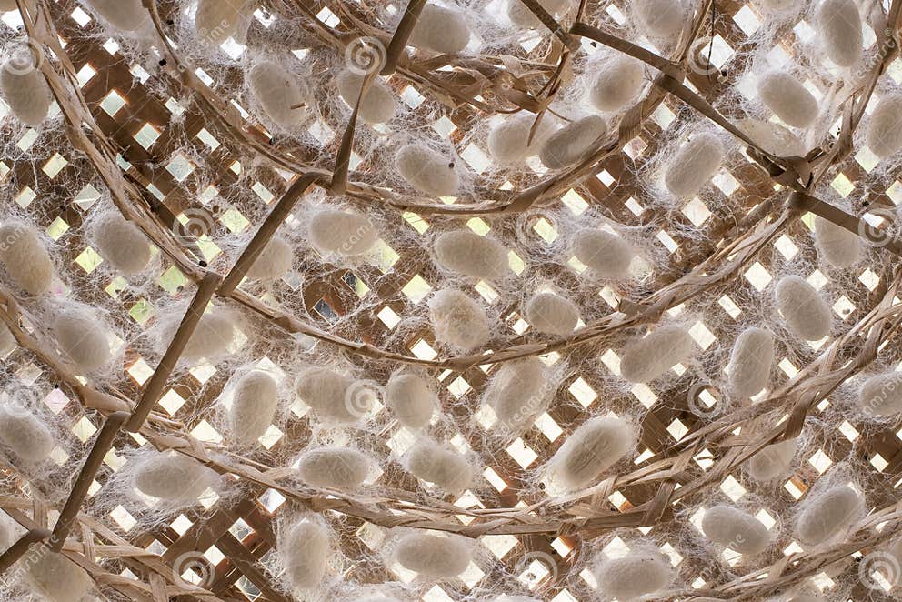 Silk Worm Pupa in the Threshing Silk, Stock Photo - Image of silk ...