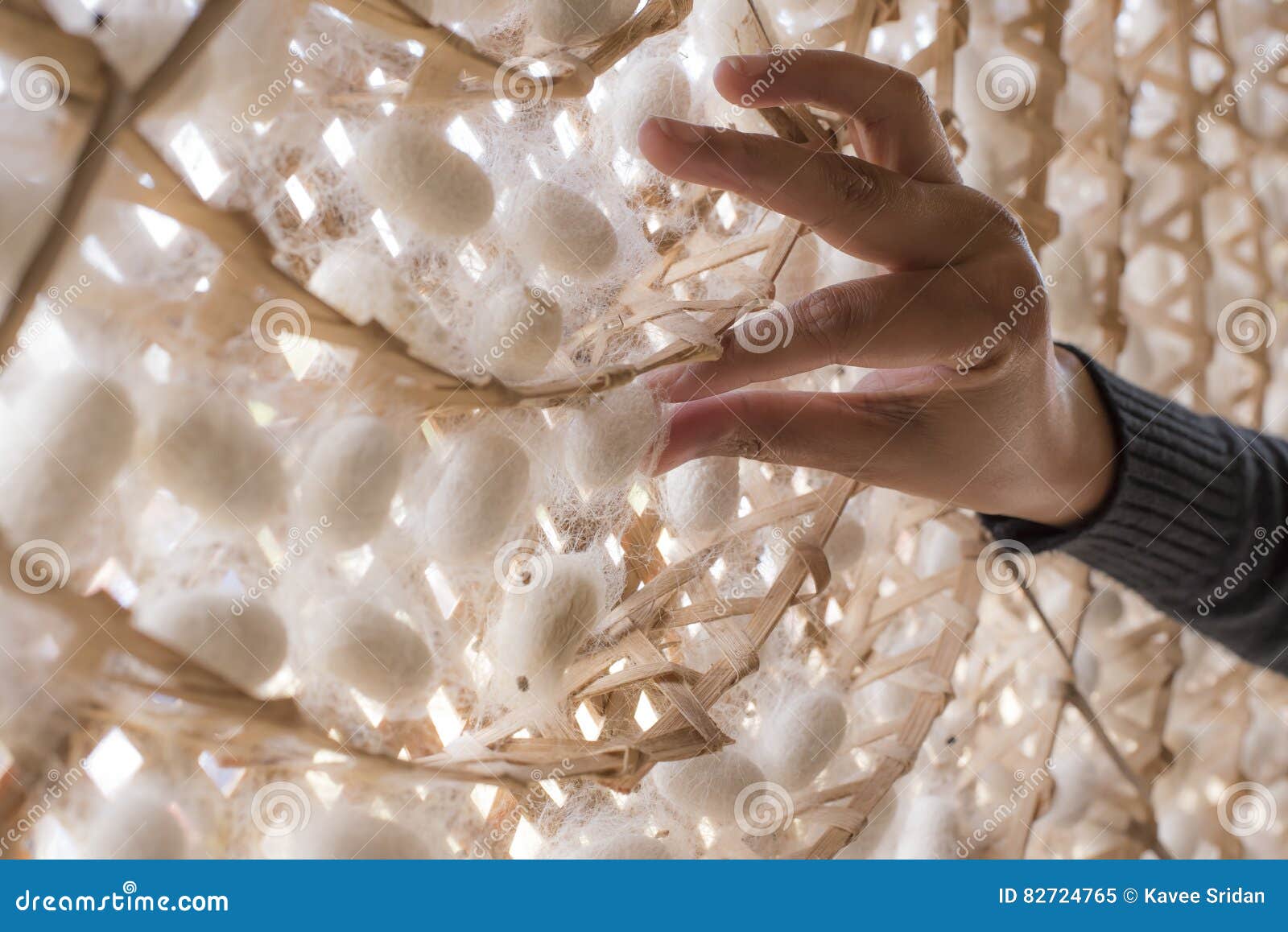 Pupa Of Rice Leaf Folder On Paddy Rice In Viet Nam. Royalty-Free Stock ...