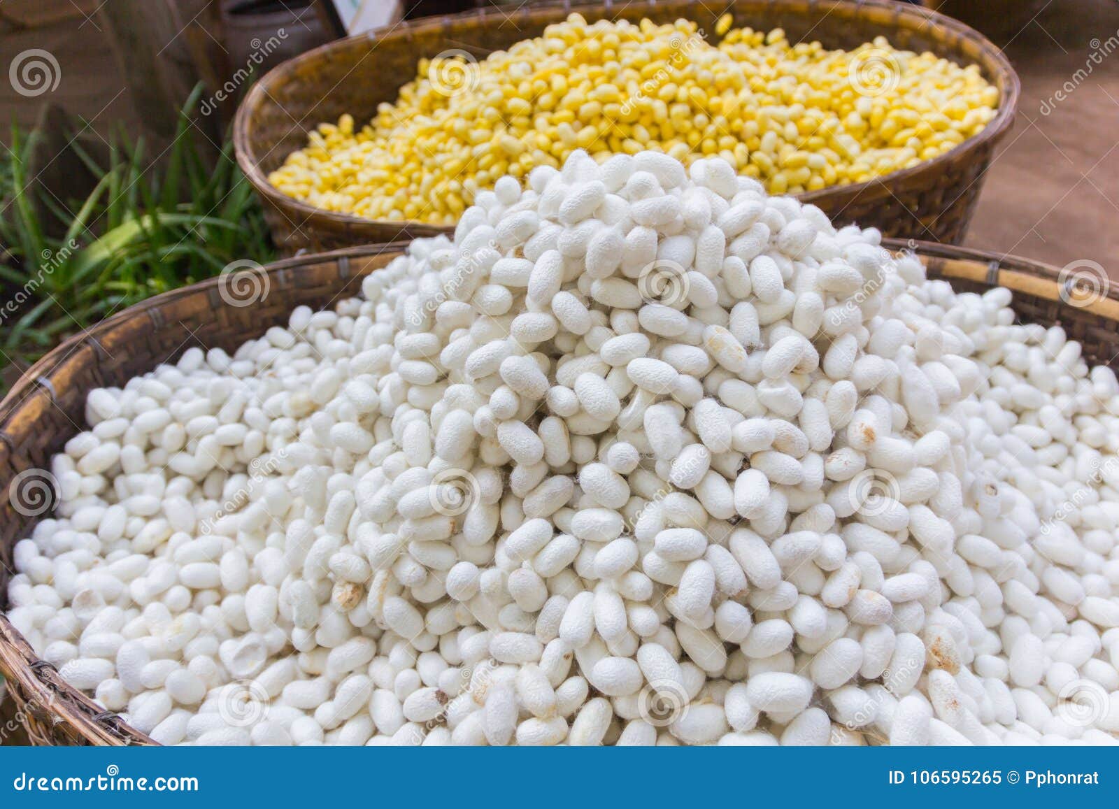 Silk Worm this is a Source of Silk Stock Image - Image of silkworm ...