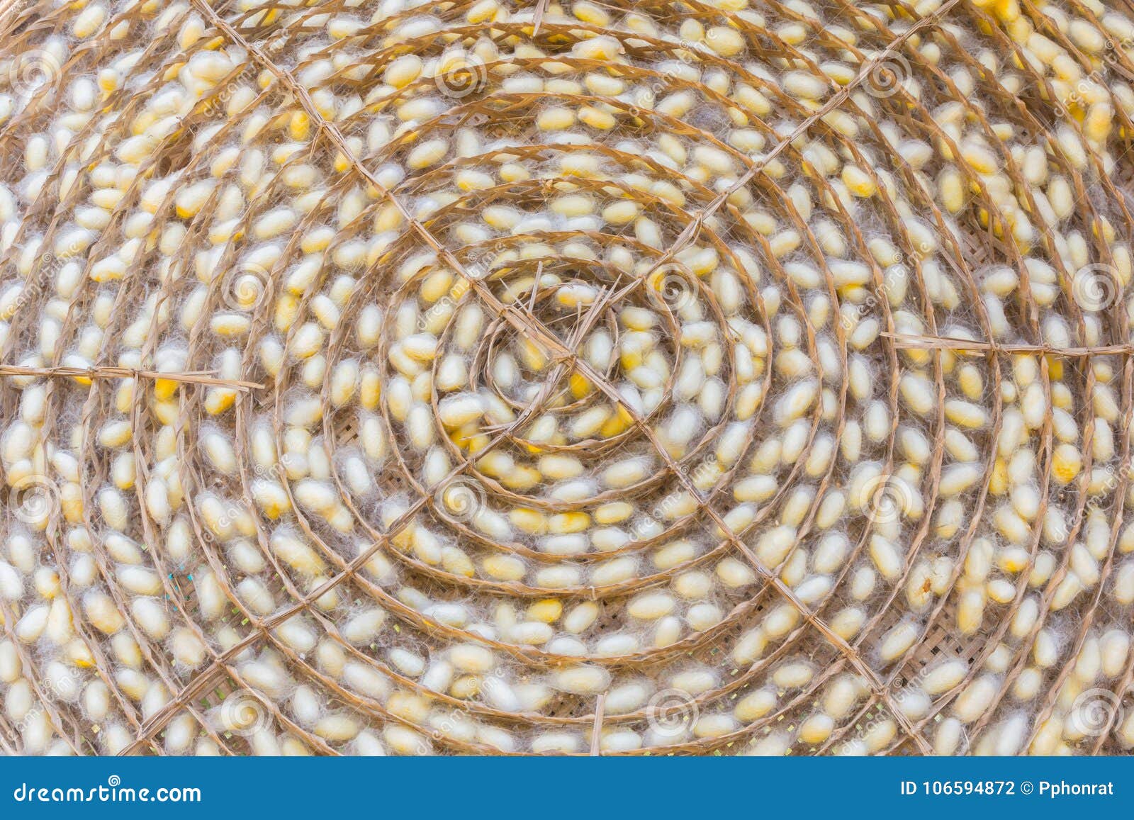 Silk Worm this is a Source of Silk Stock Photo - Image of textile ...