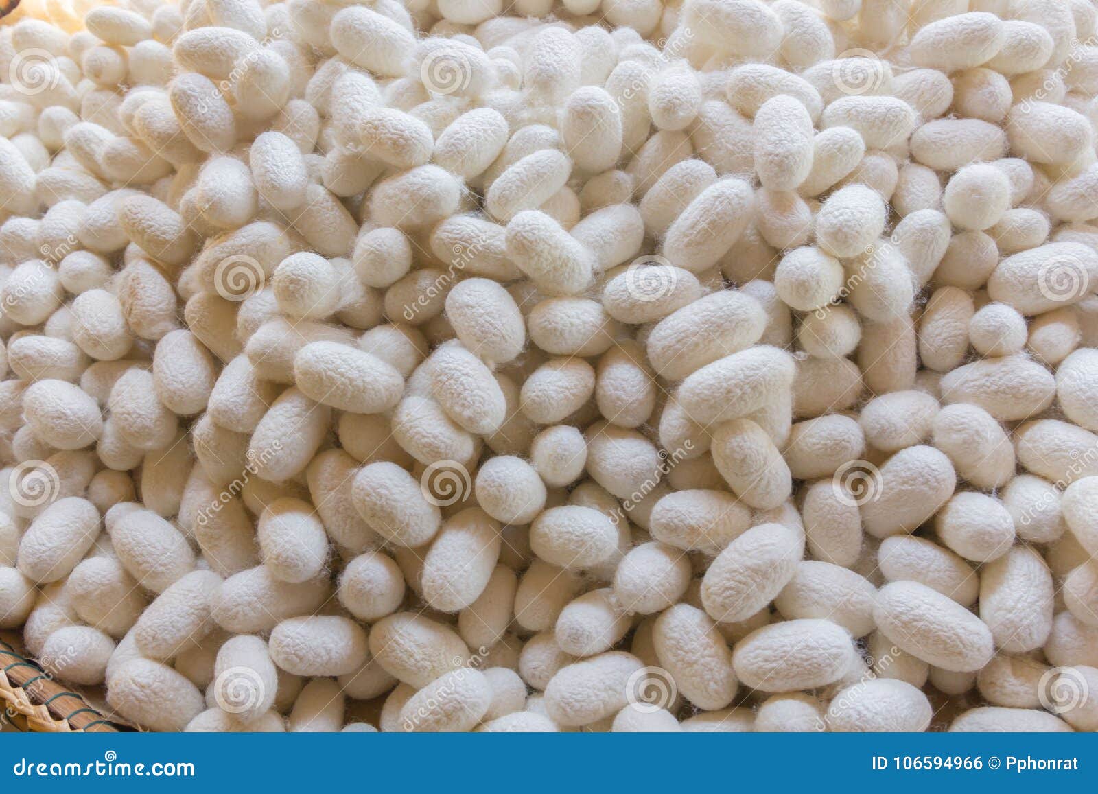 Silk Worm this is a Source of Silk Stock Photo - Image of textile ...