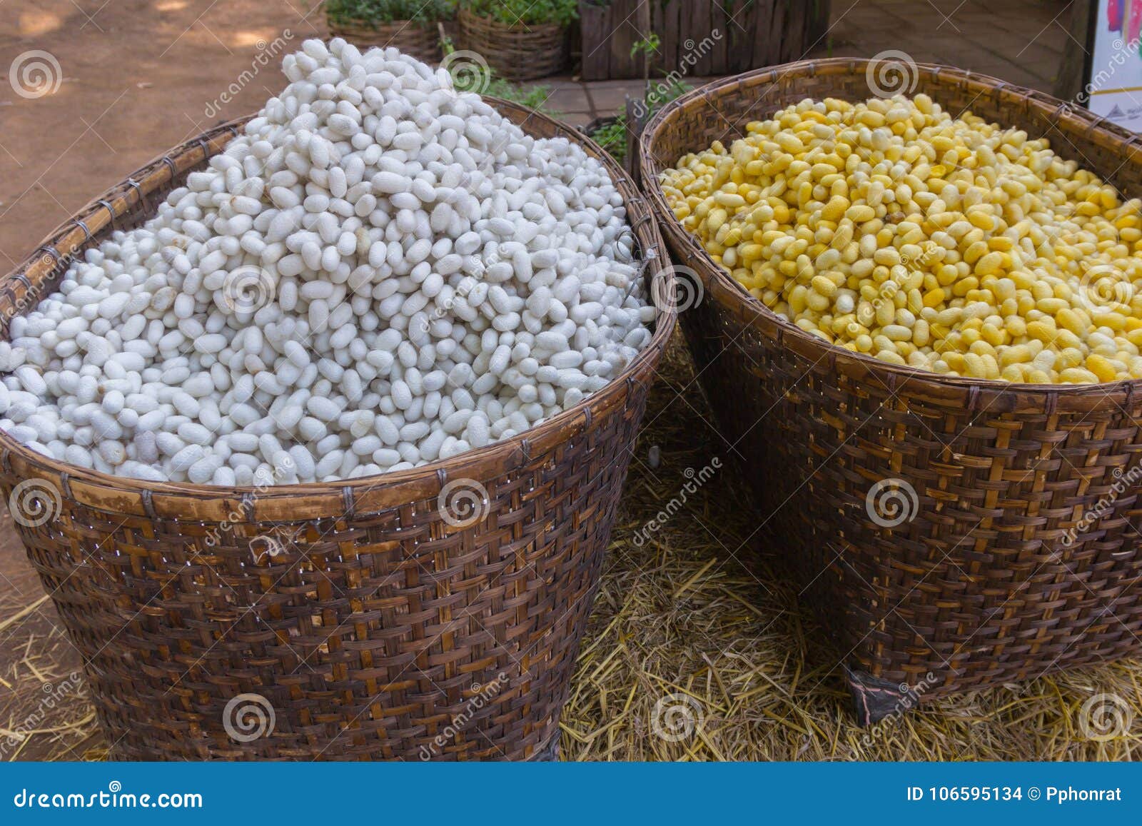 Silk Worm this is a Source of Silk Stock Photo - Image of traditional ...