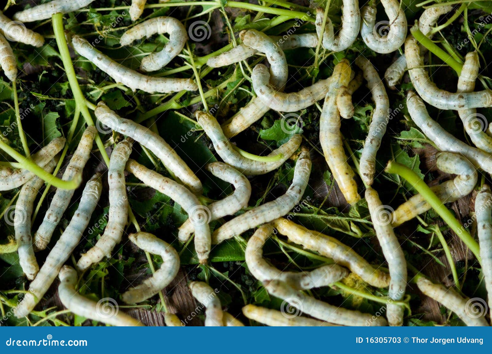 Silk Worms stock image. Image of thai, caterpillar, asia - 16305703