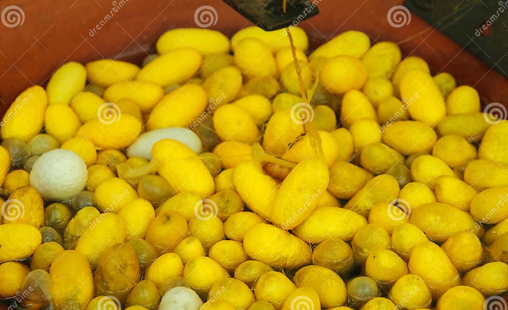 Silk Worms Being Prepared for Thread Spinning Stock Image - Image of ...