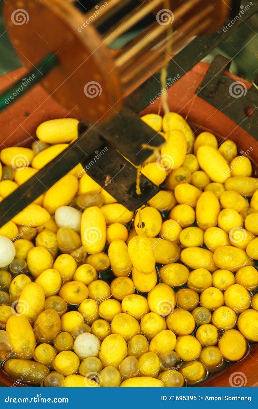 Silk Worms Being Prepared for Thread Spinning Stock Image - Image of ...
