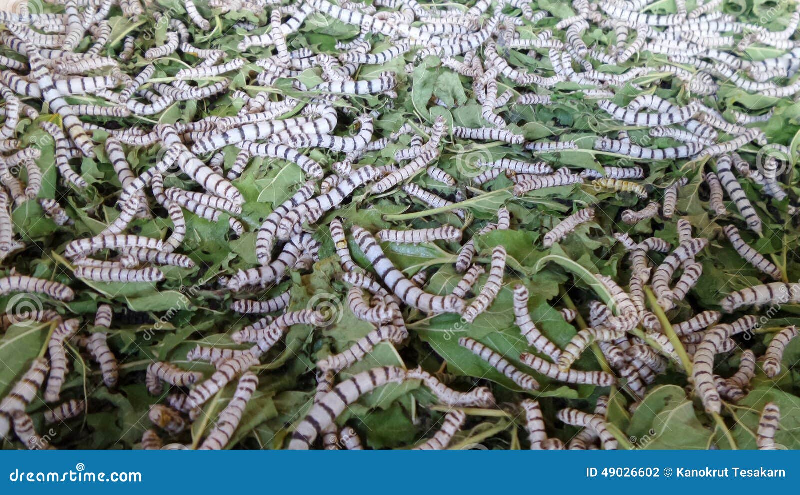 Silk Worms Larvae and White Mulberry Leaves Stock Photo - Image of ...