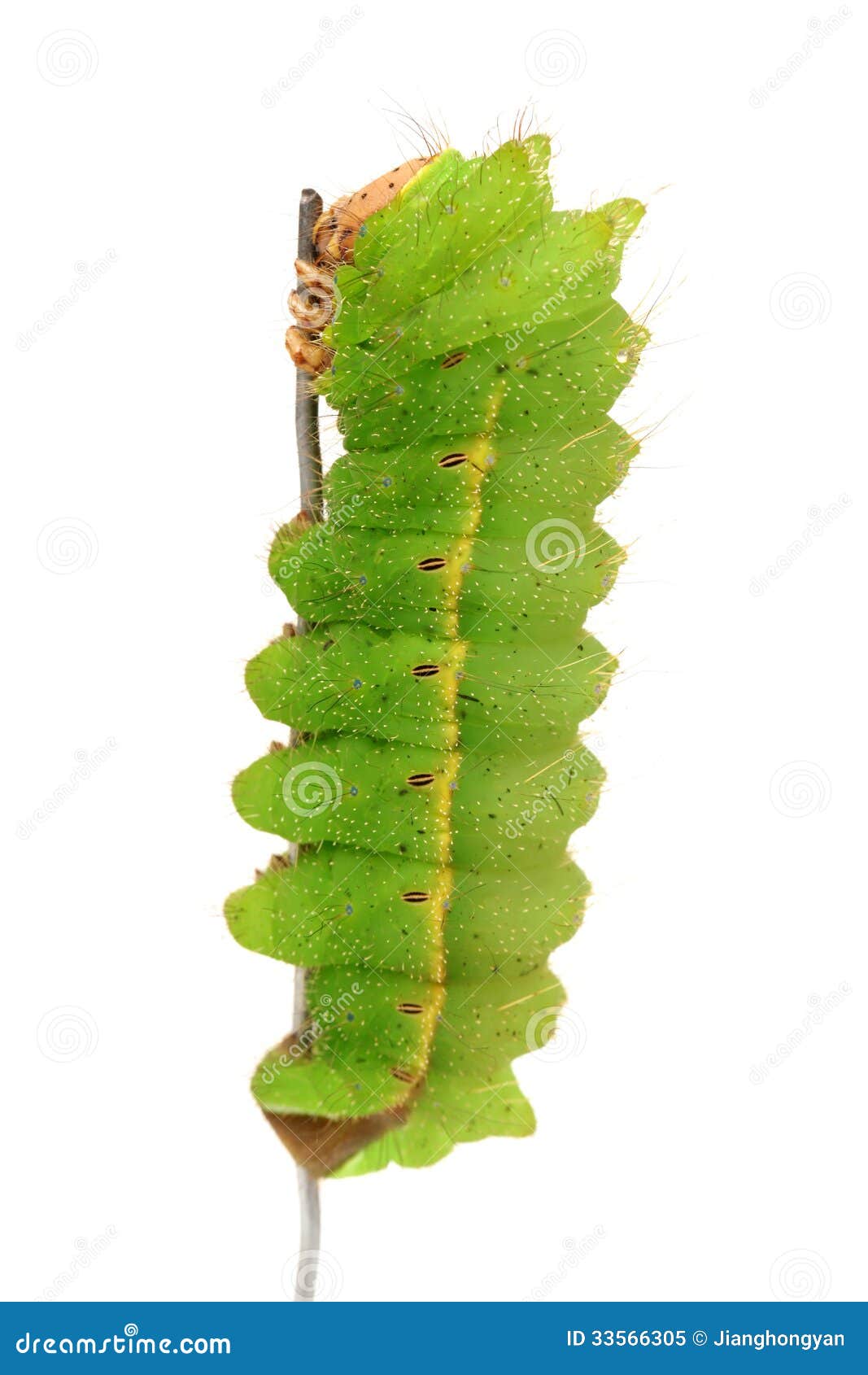 Silk worms stock image. Image of food, larva, animal - 33566305