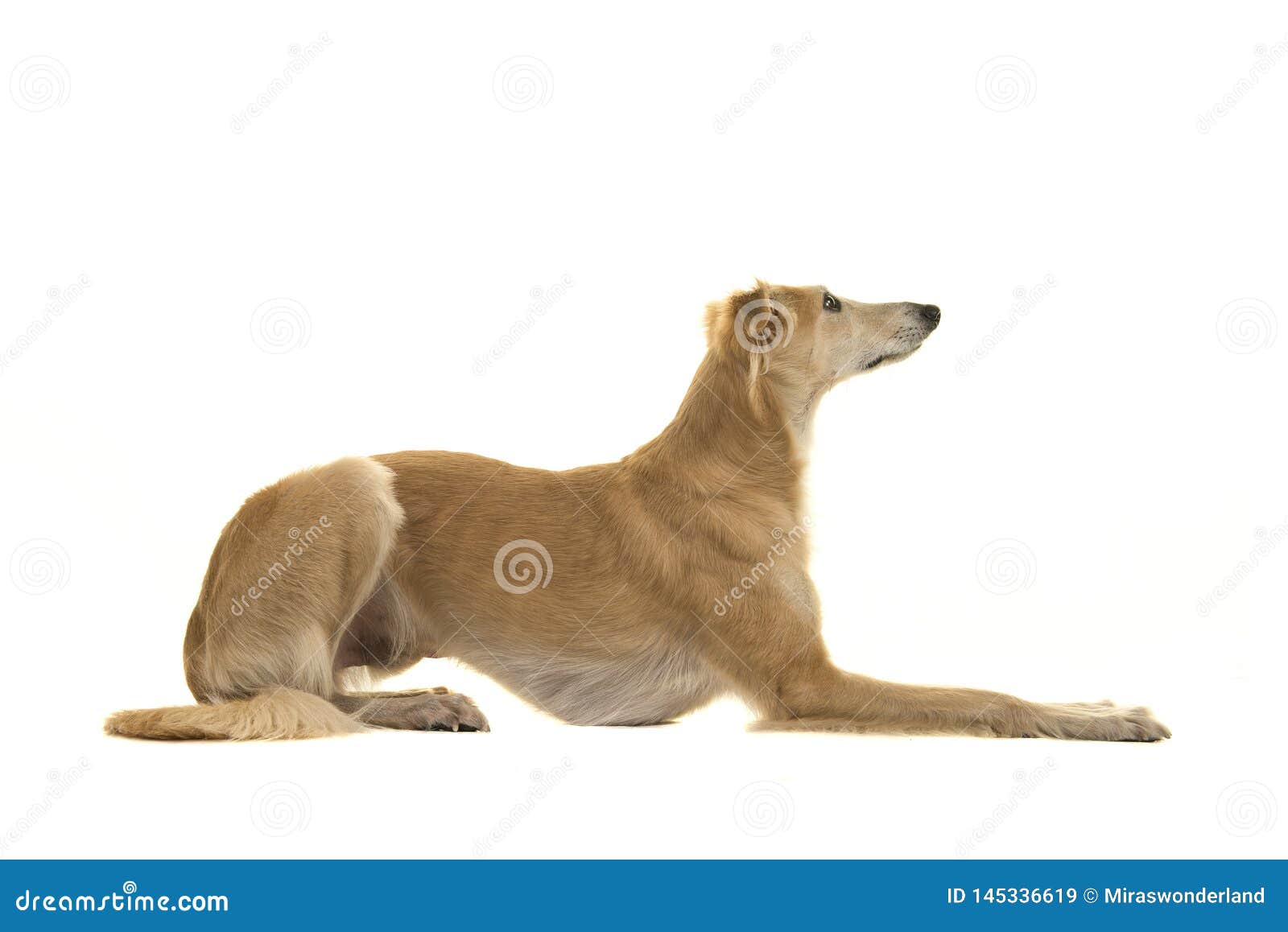 Silken Windsprte Dog Lying Down Isolated on a White Background Seen ...