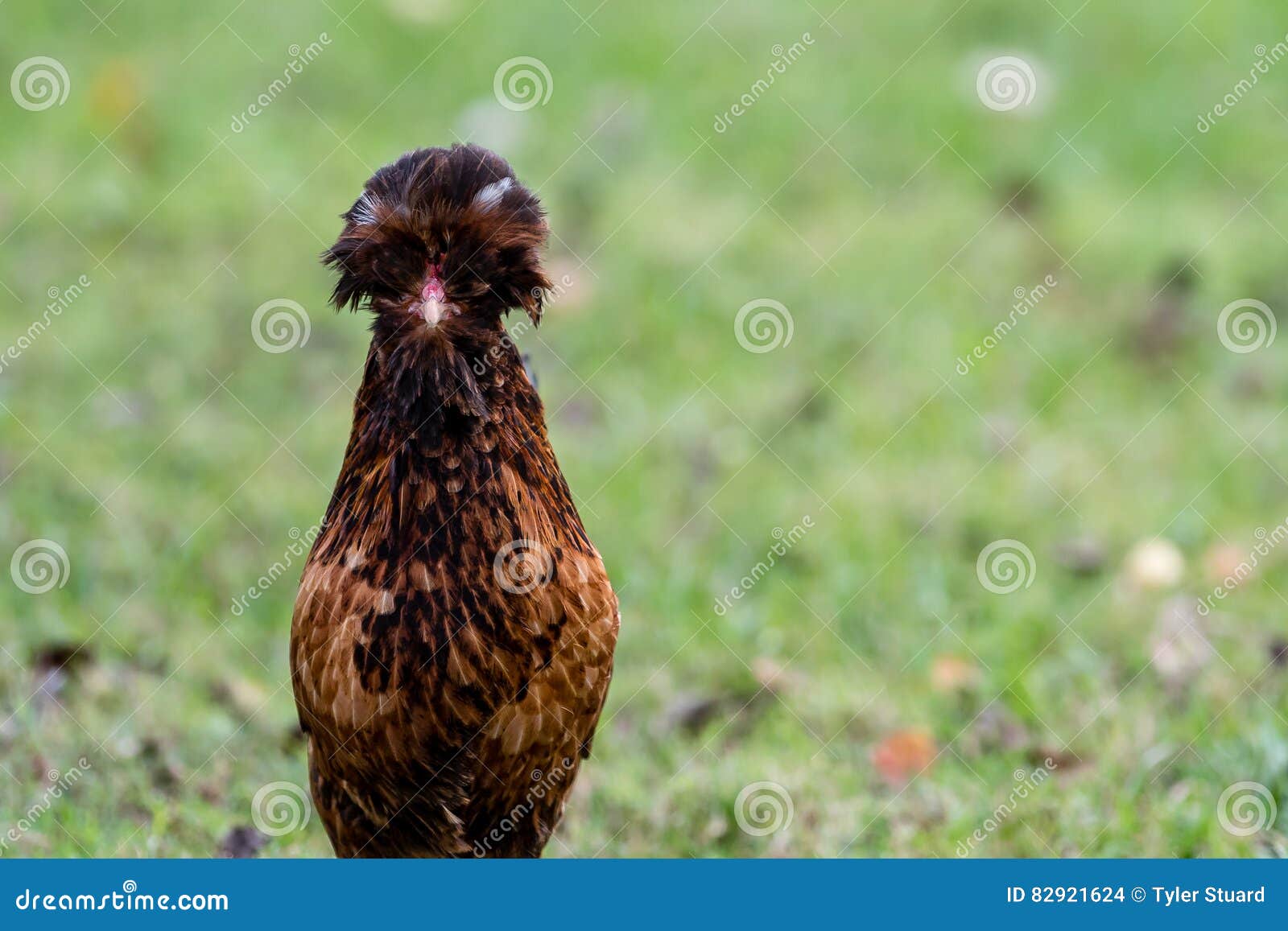 Silkie Bantam Chicken stock photo. Image of head, birds - 82921624