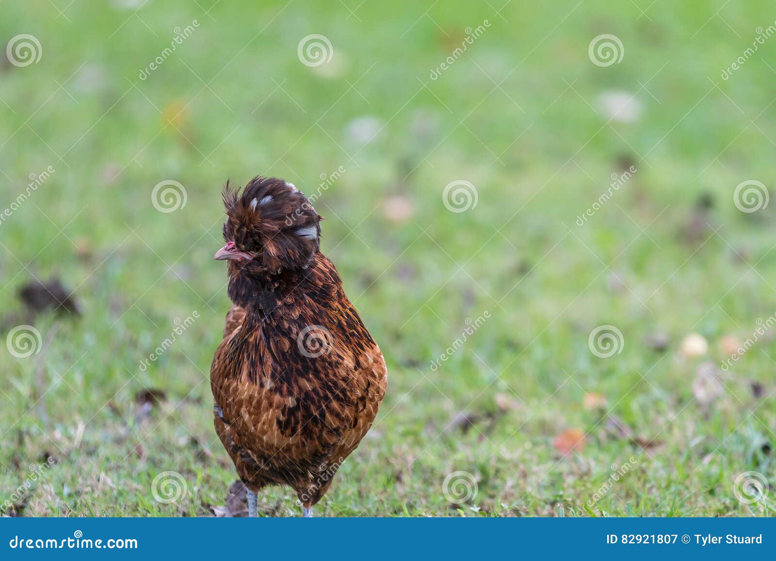 Silkie Bantam Chicken stock image. Image of fowl, farming - 82921807