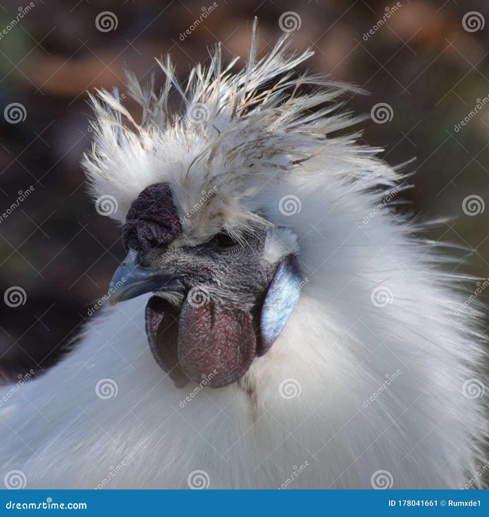Silkie Chicken Stock Image | CartoonDealer.com #178041661