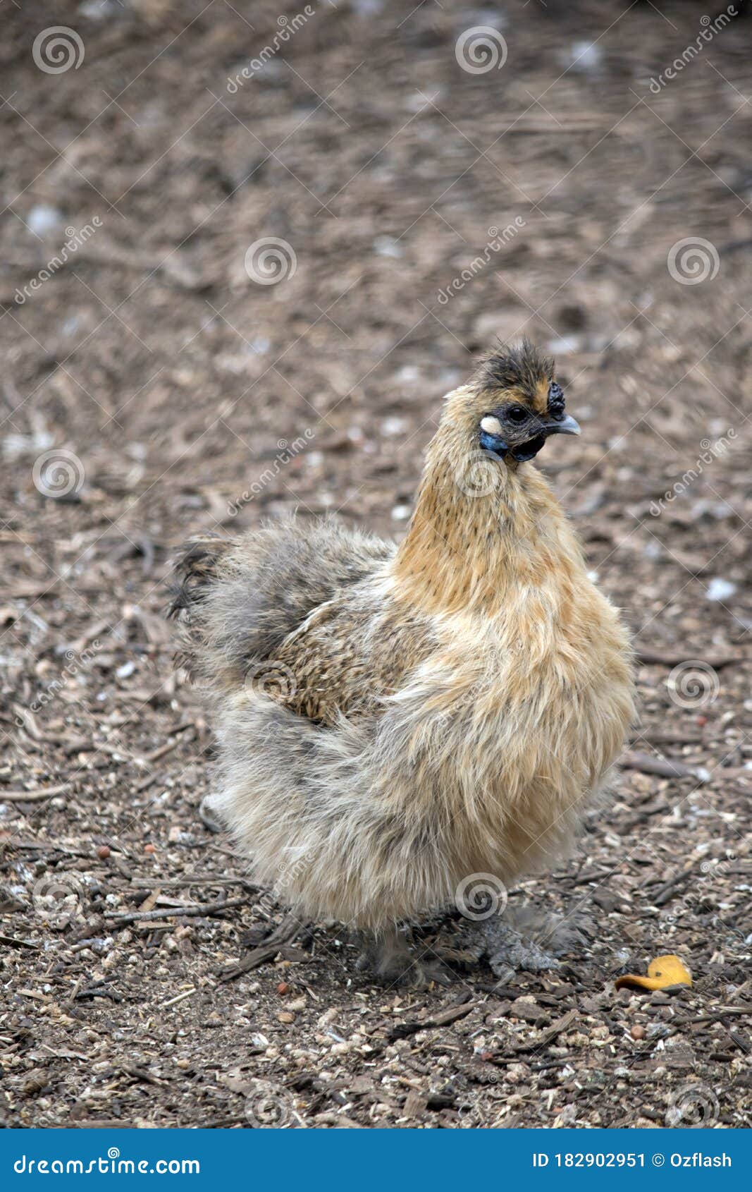 This is a Silkie Chicken with a Black Comb and a Black Wattle Stock ...