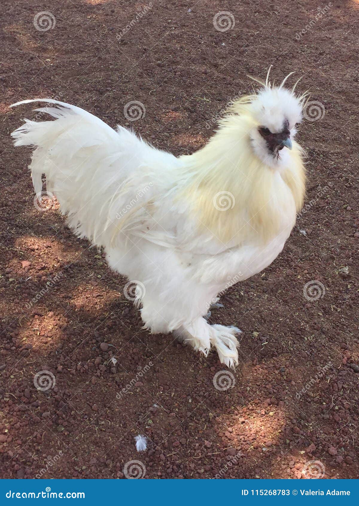 Silkie Chicken stock image. Image of glorious, white - 115268783