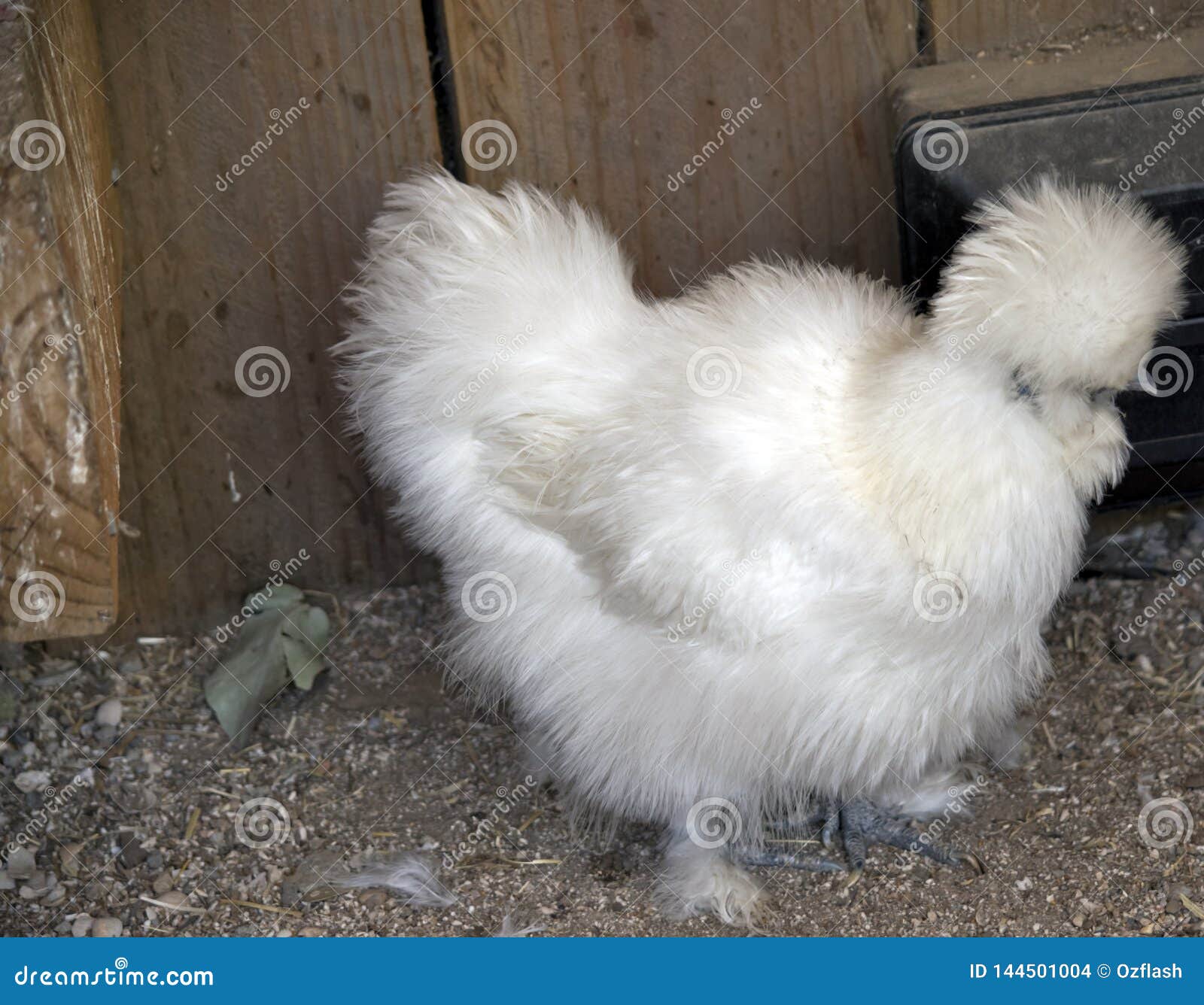 A silkie chicken stock photo. Image of fluffy, male - 144501004