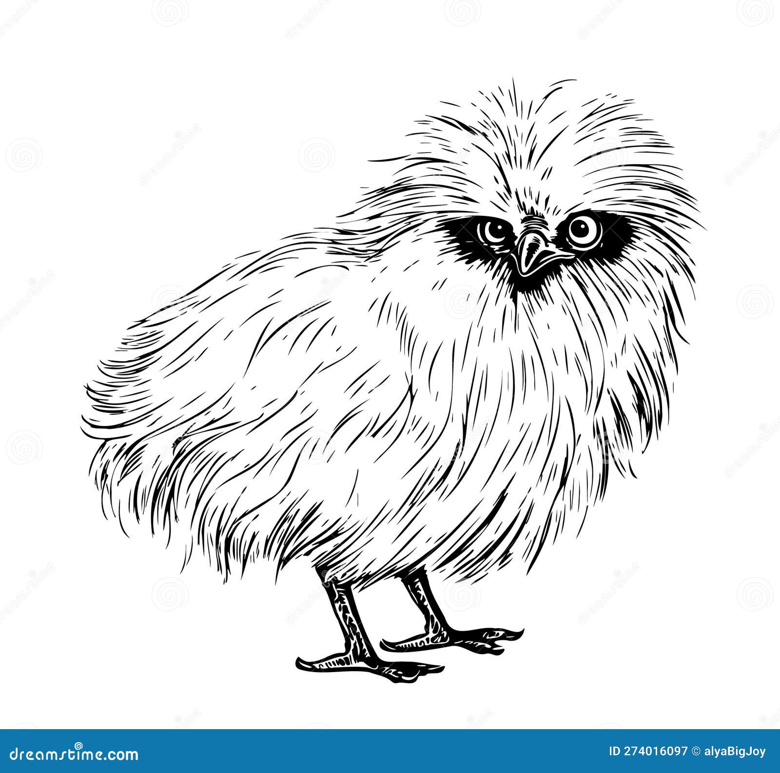 Silkie Chicken Or Hen Side View Drawing Cartoon Vector | CartoonDealer ...