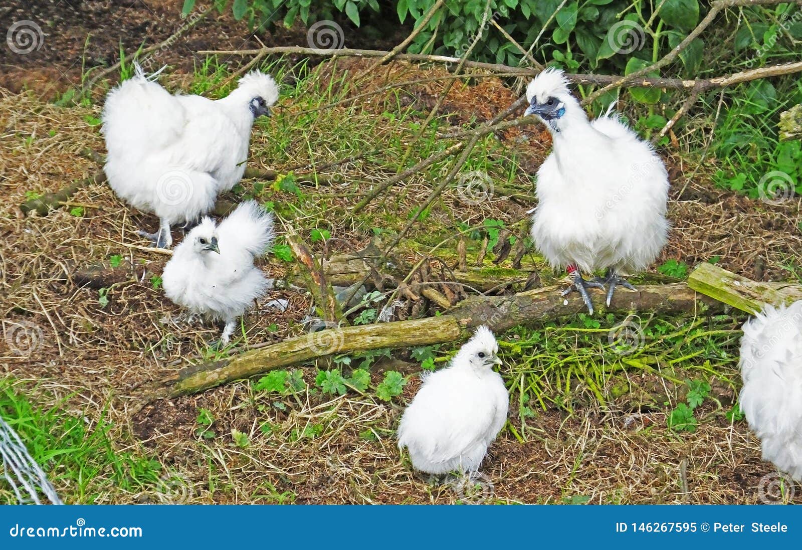 Silkie Chickens Hens with Chicks Ireland Stock Image - Image of ...