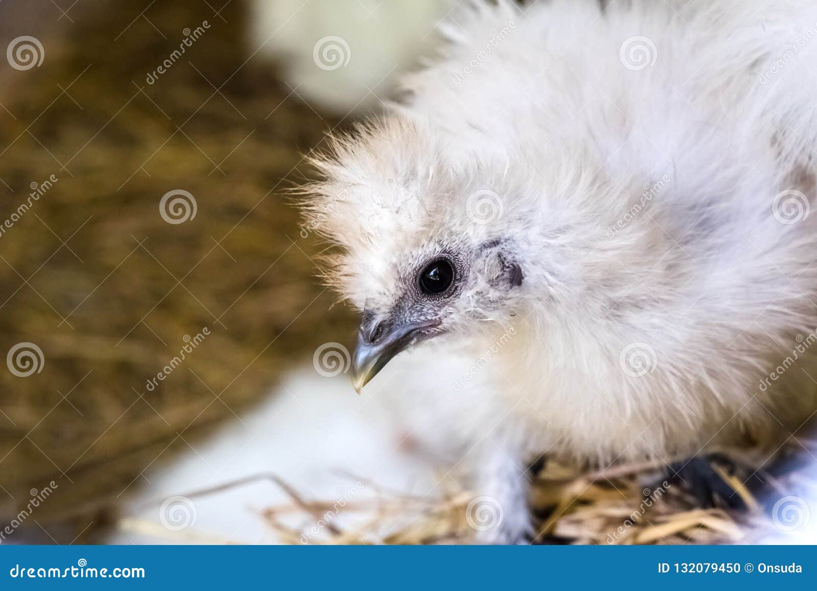 Silkie hen in farm stock photo. Image of closeup, fluffy - 132079450