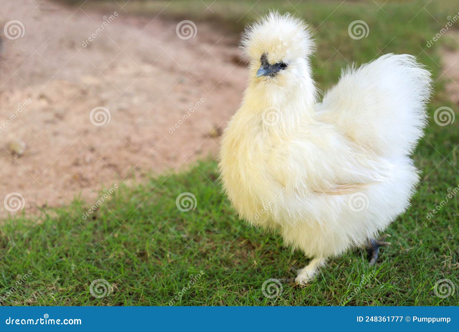 The Silkie Hen is Live in Grass Garden Stock Image - Image of feather ...