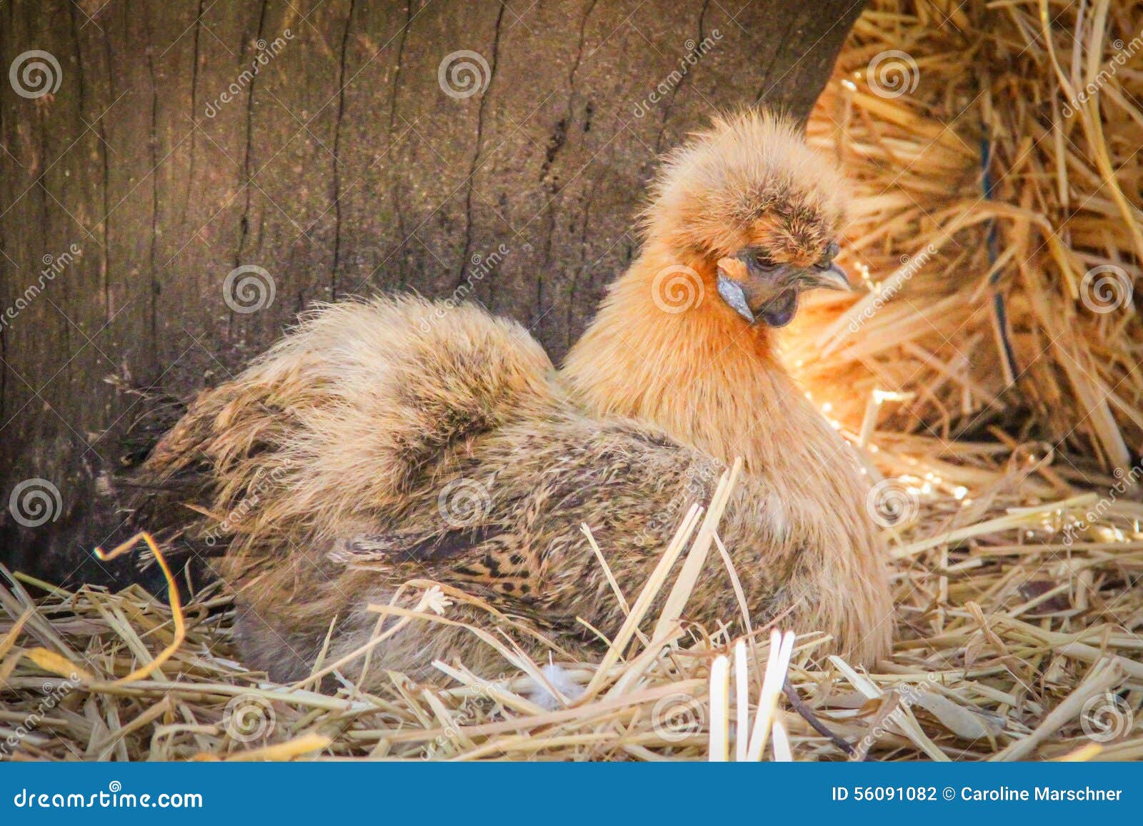 Silkie Hen stock photo. Image of temperament, silkies - 56091082