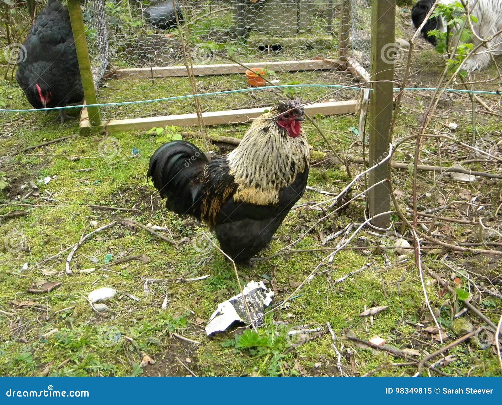 Crossbreed Silkie Hen