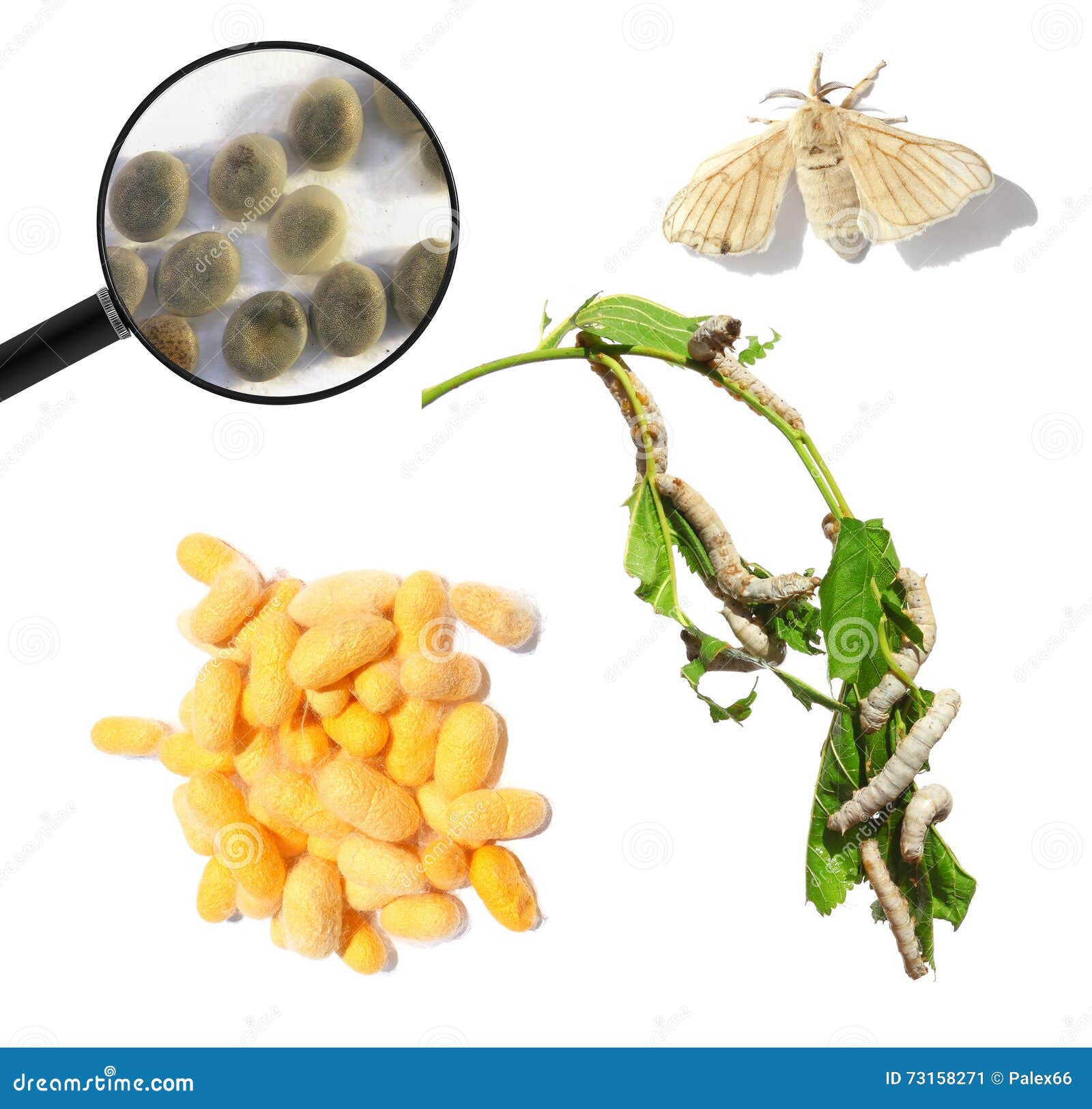 Silkmoth, Bombyx Mori. Life Cycle Stock Photography | CartoonDealer.com ...