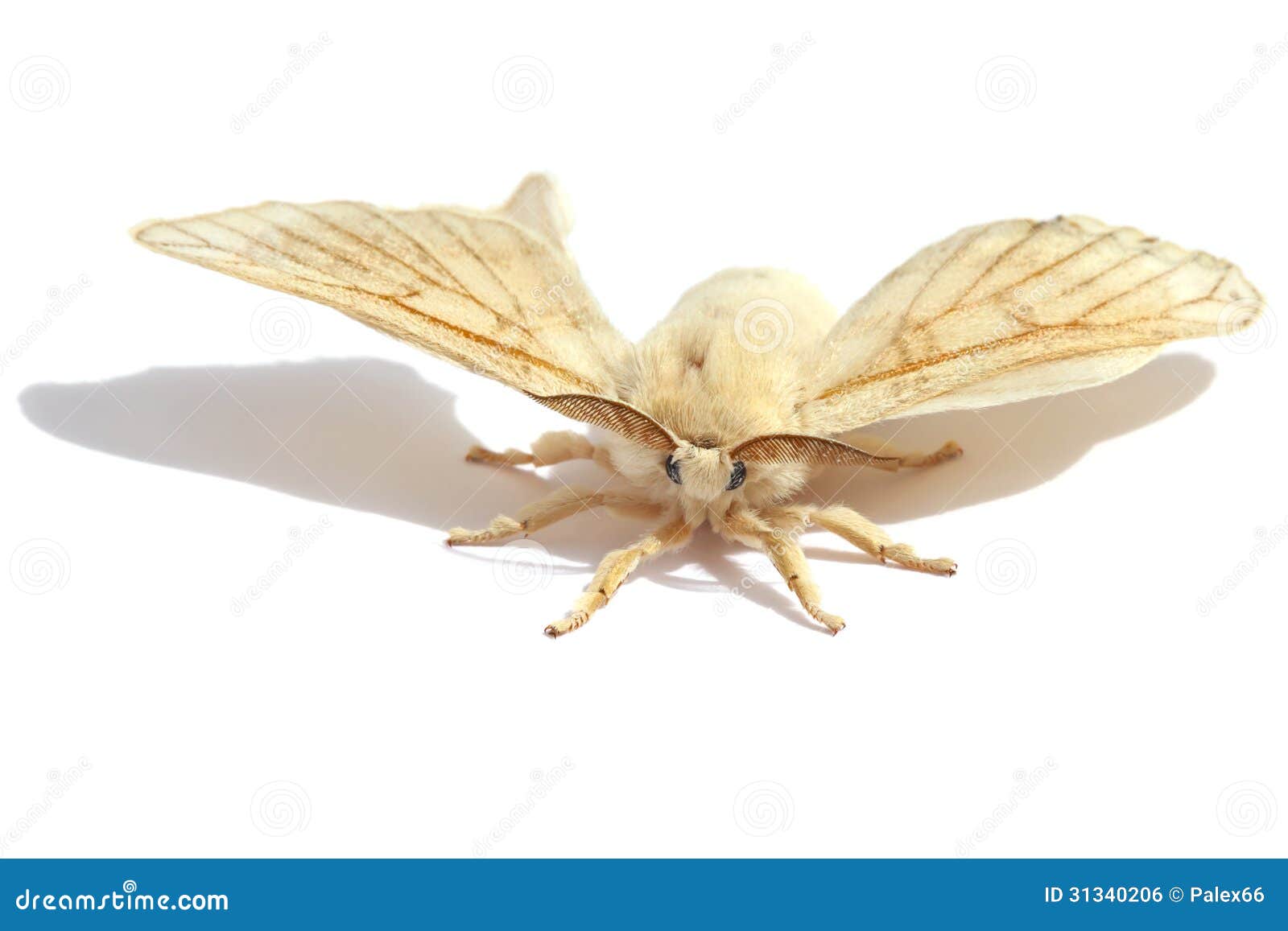 White Silk Moth