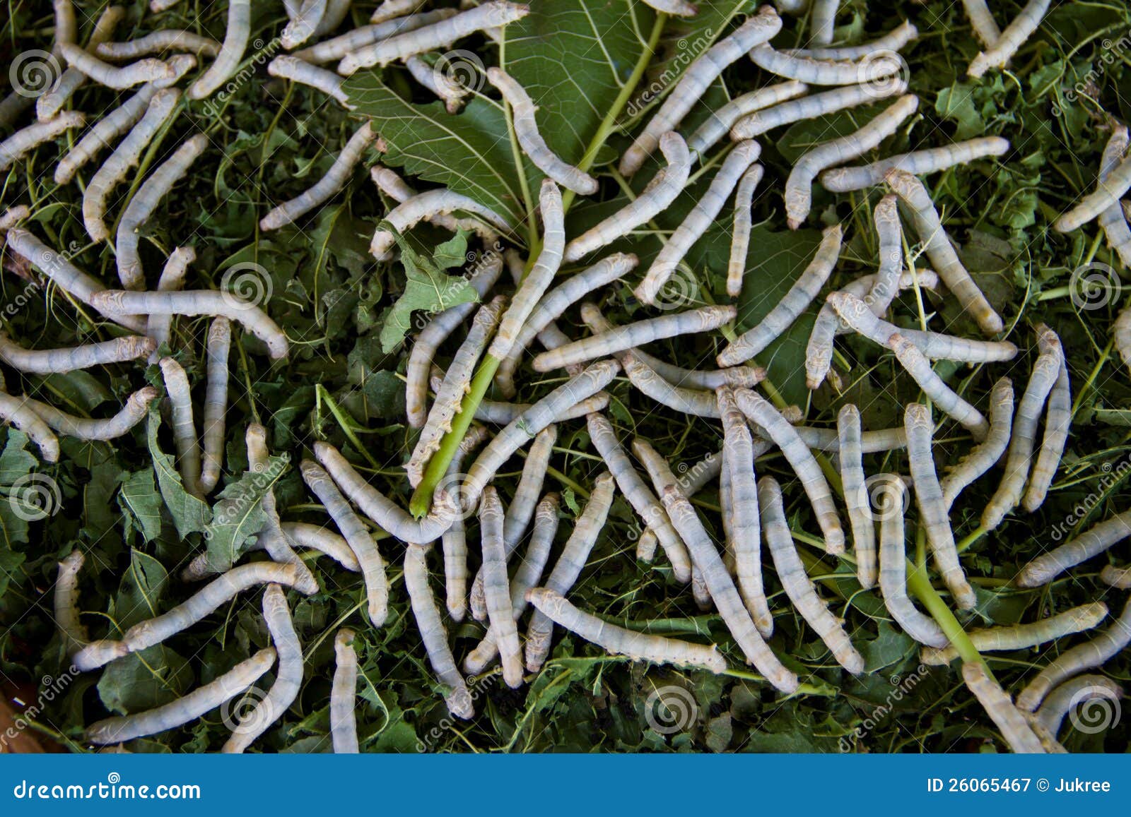 Silkworm stock image. Image of close, larva, food, manufacture - 26065467