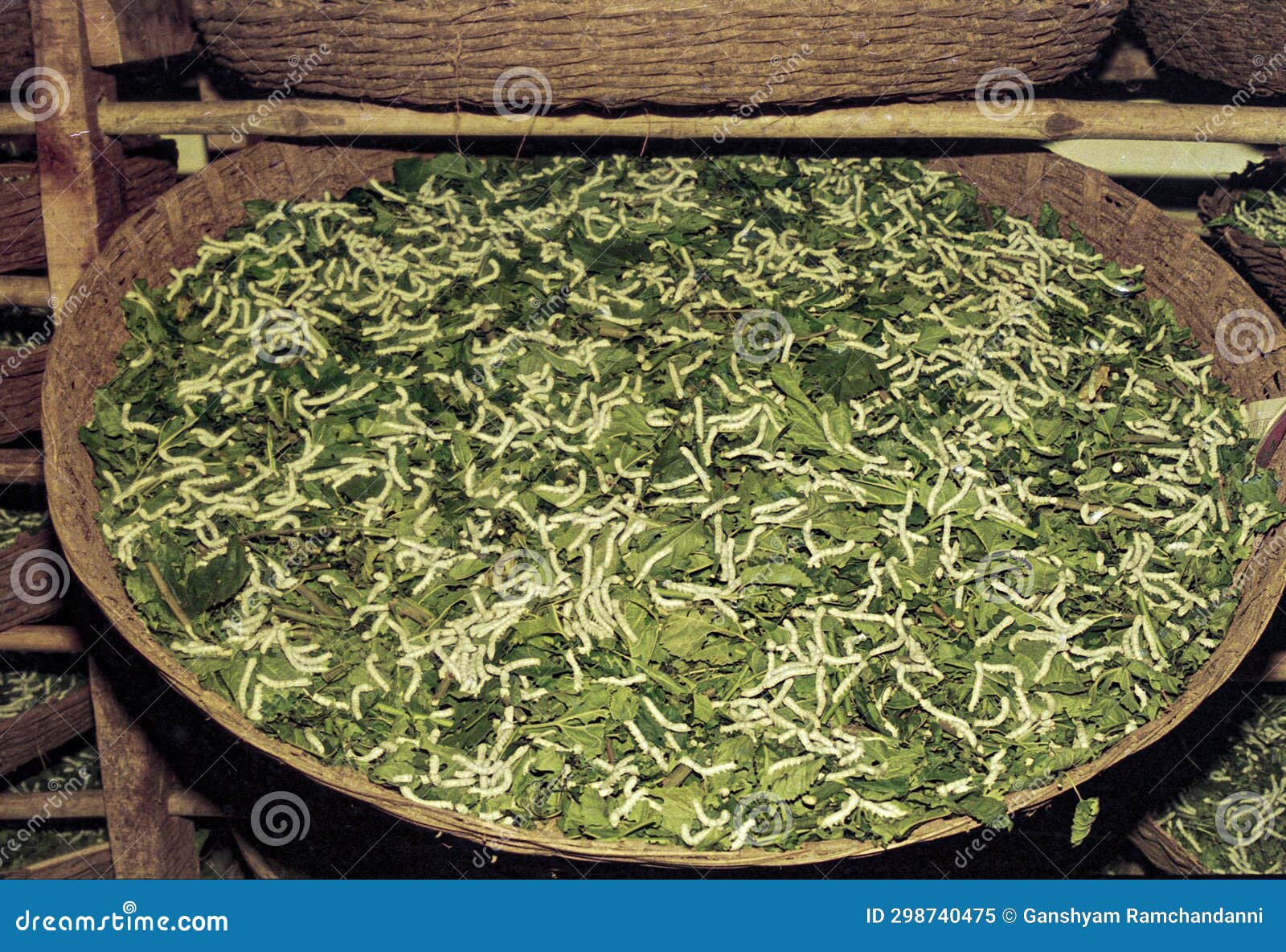 The silkworm breeding stock image. Image of natural - 298740475