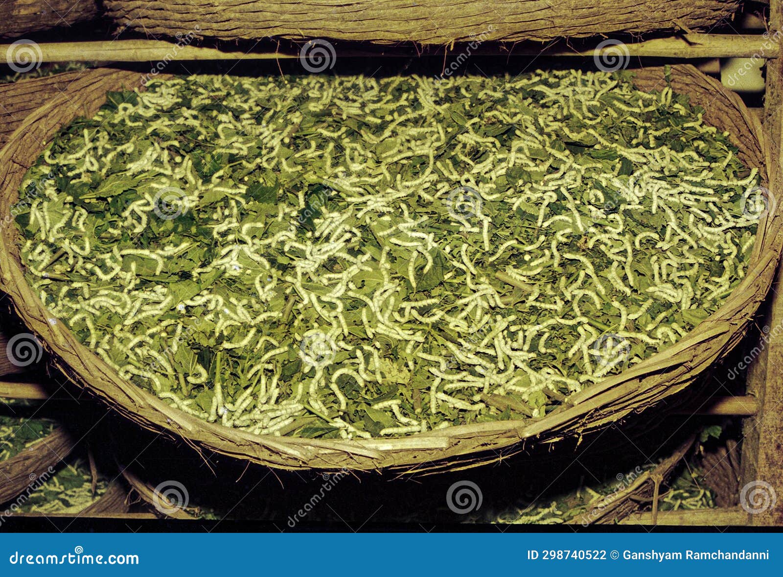 The silkworm breeding stock photo. Image of butterfly - 298740522