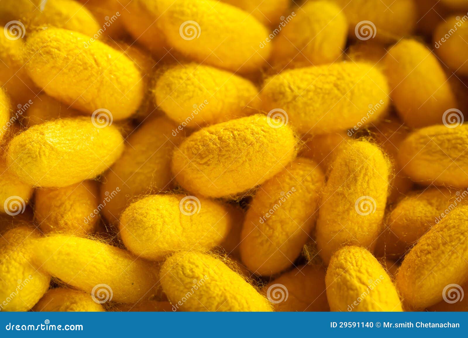 Silkworm cocoon stock photo. Image of fiber, delicate - 29591140