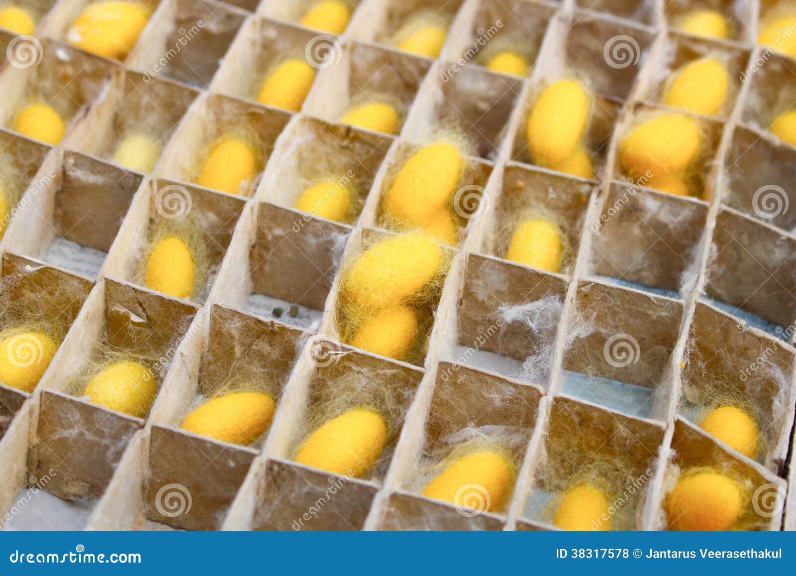 Silkworm cocoon stock photo. Image of colors, yellow - 38317578