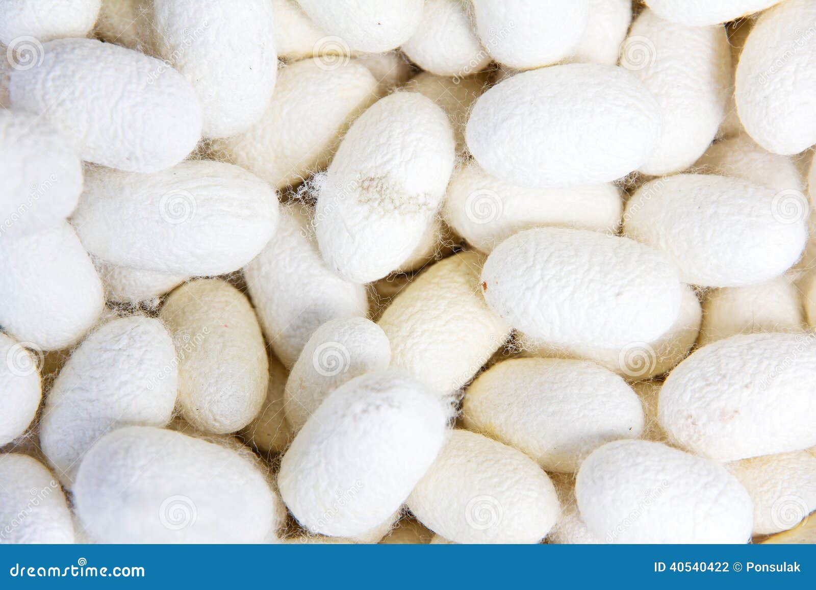 Silkworm Cocoon stock photo. Image of white, fluffy, insect - 40540422
