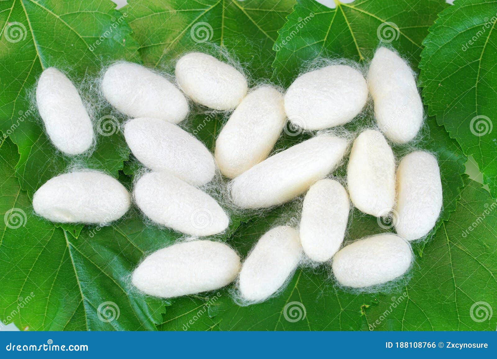 Silkworm Cocoon on Green Mulberry Leaves Stock Photo - Image of cocoon ...