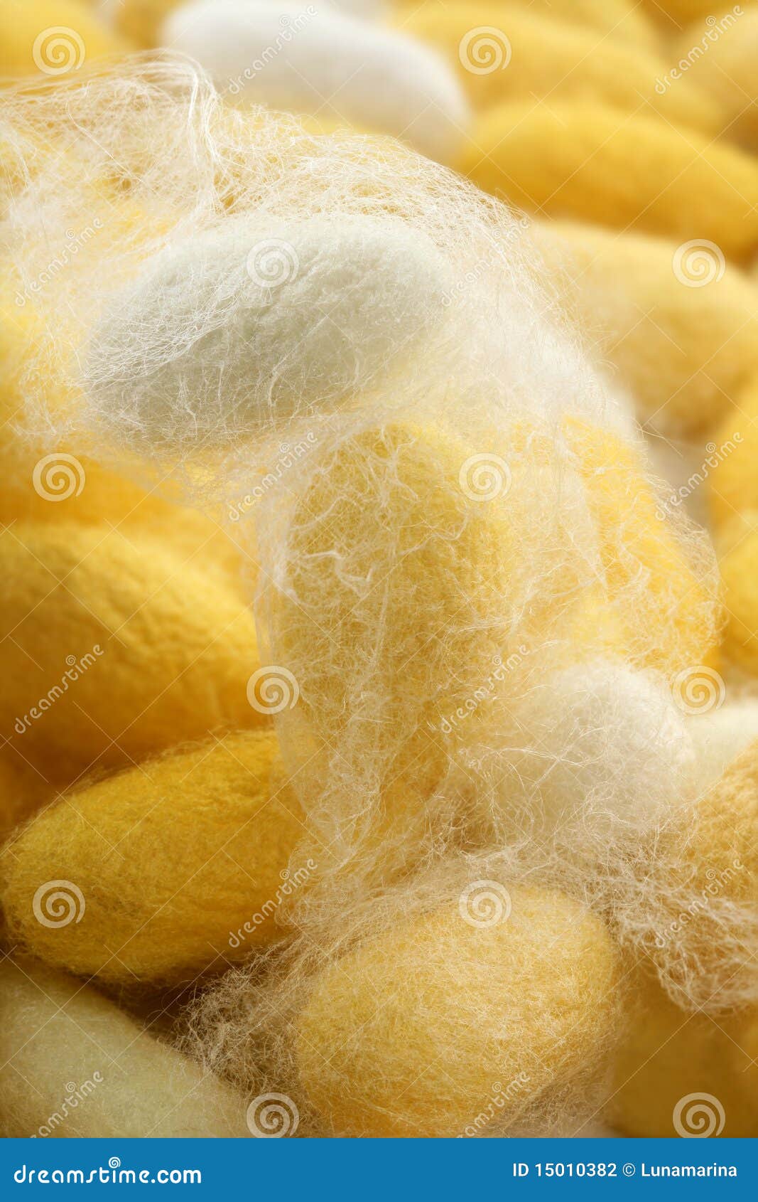Silkworm Cocoon Macro Detail Many Silk Worm Stock Photography ...