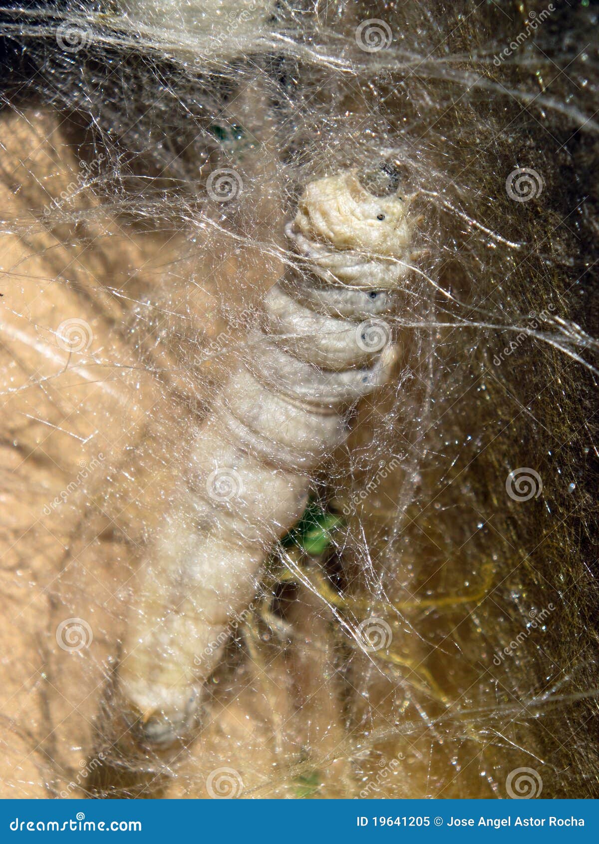 A silkworm cocoon making stock image. Image of thread - 19641205